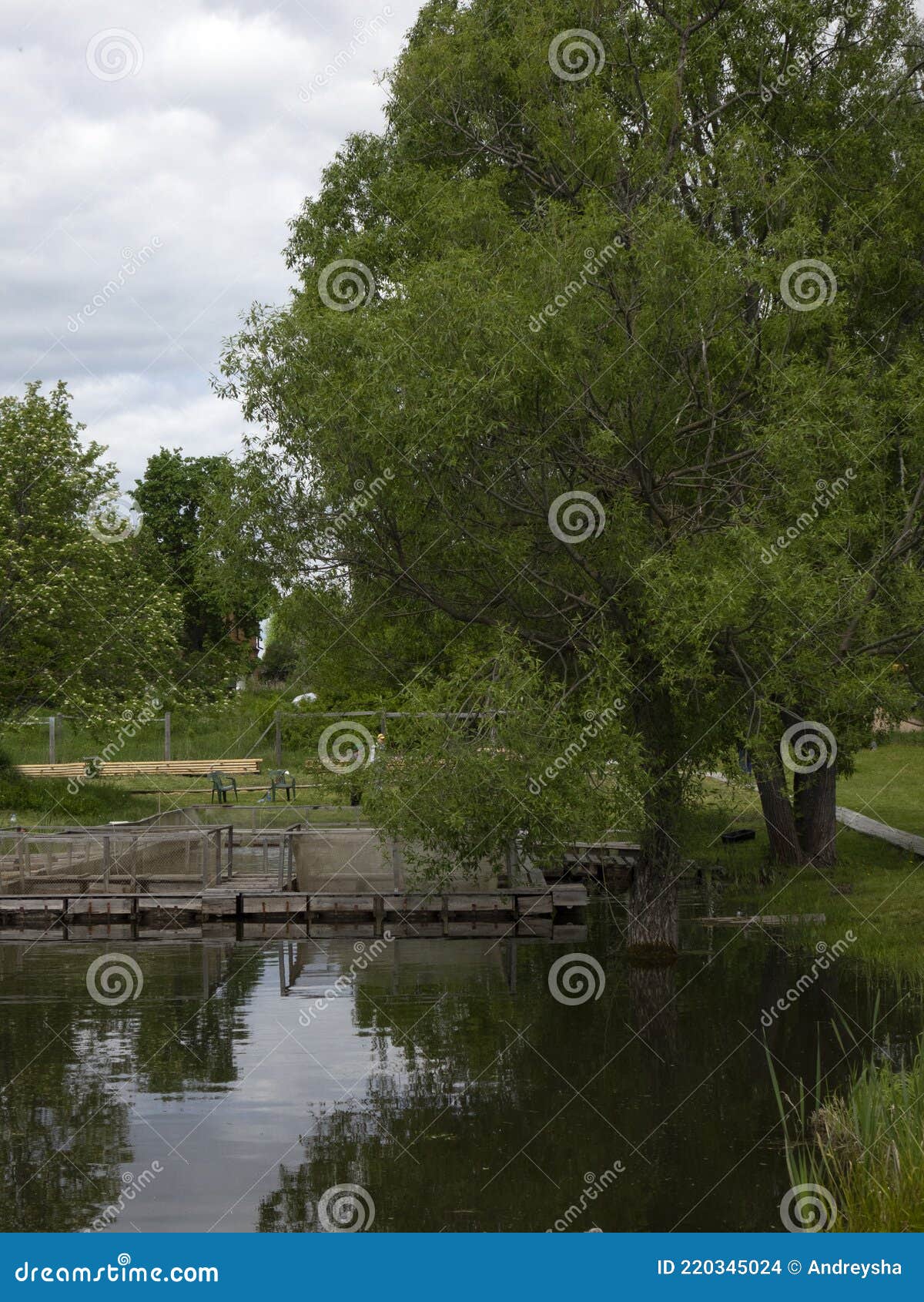 Fishing Farm for Carp Breeding. Stock Photo - Image of hatchery ...