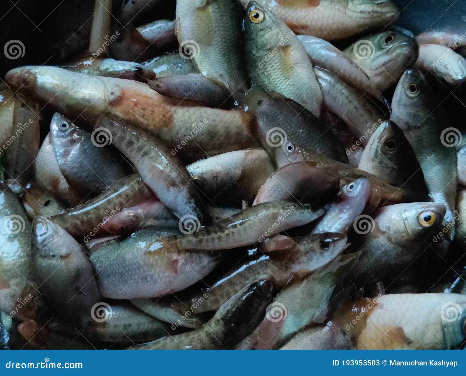 Fishing, Fish in a Bulk Bucket Stock Image - Image of bulk, bucket ...