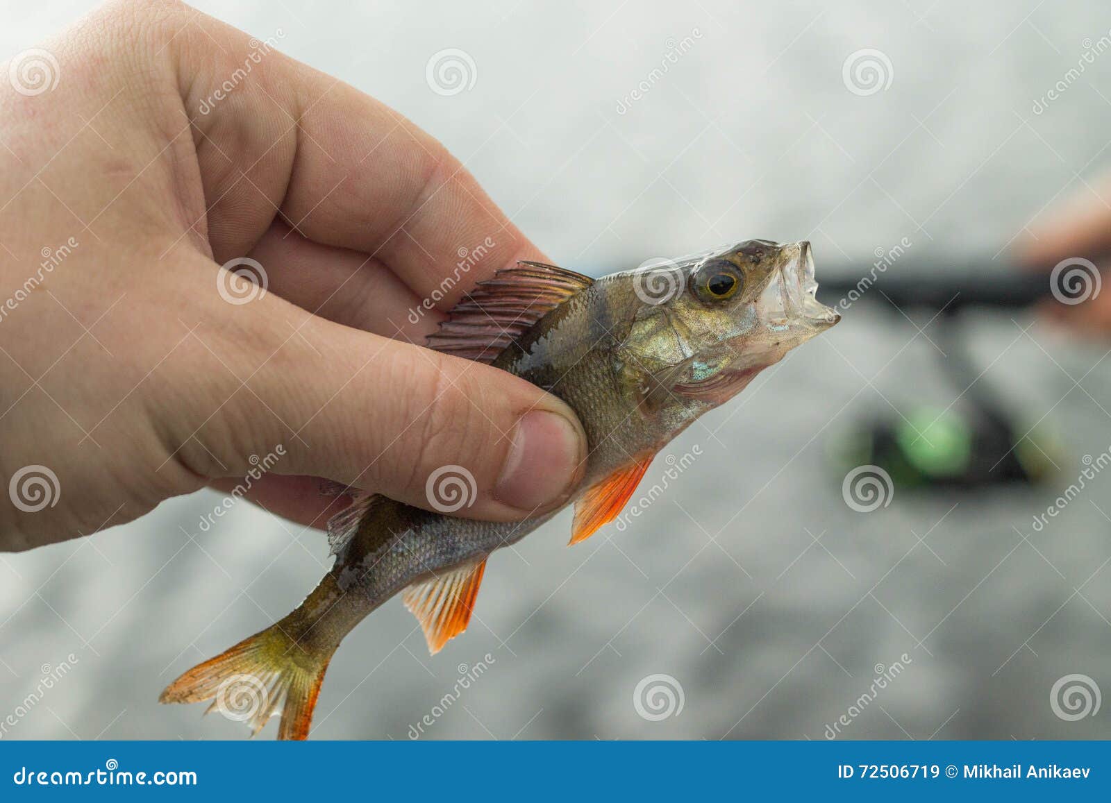 Fishing,fish Perch in the Hand of Angler Stock Image - Image of shore ...
