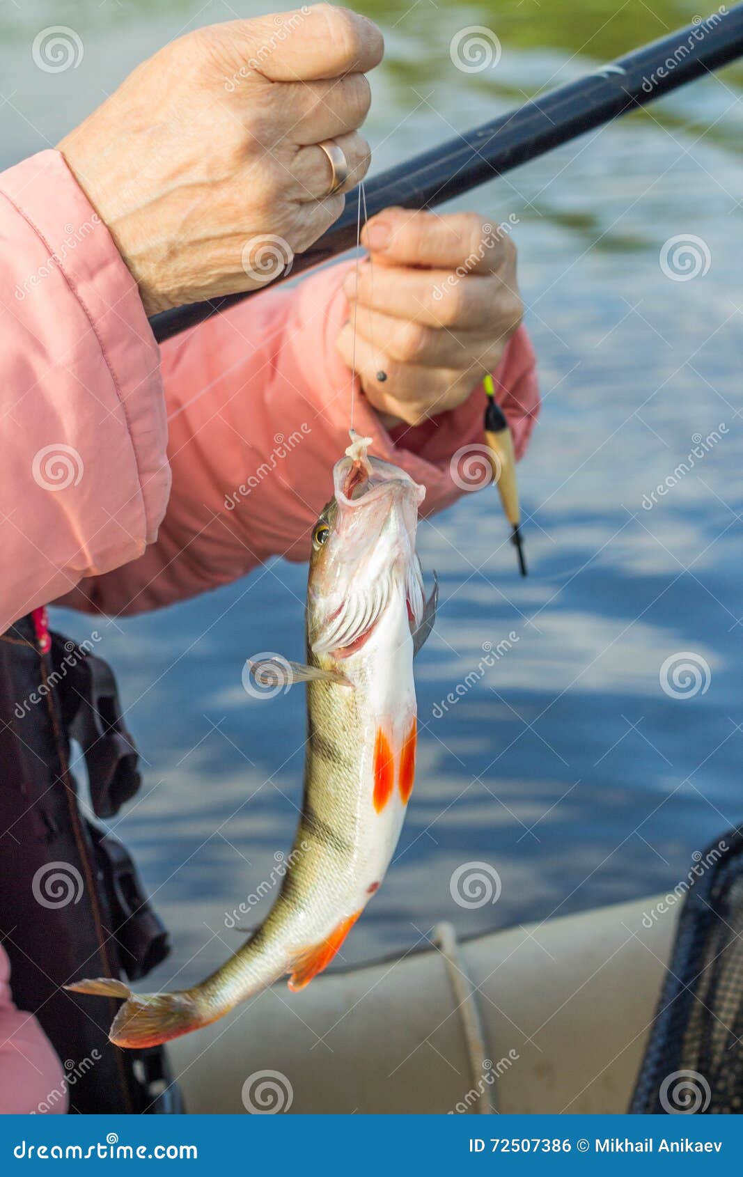 Fishing,fish Perch in the Hand of Angler Stock Photo - Image of shore ...