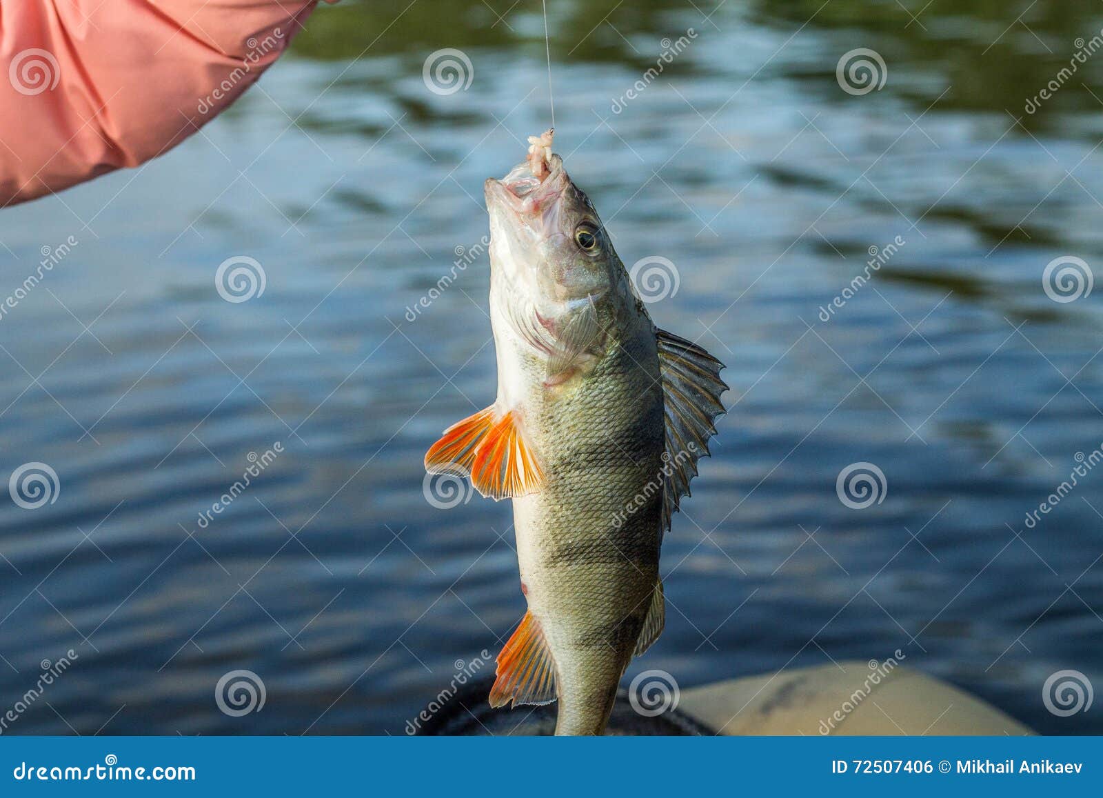 Fishing,fish Perch in the Hand of Angler Stock Photo - Image of water ...