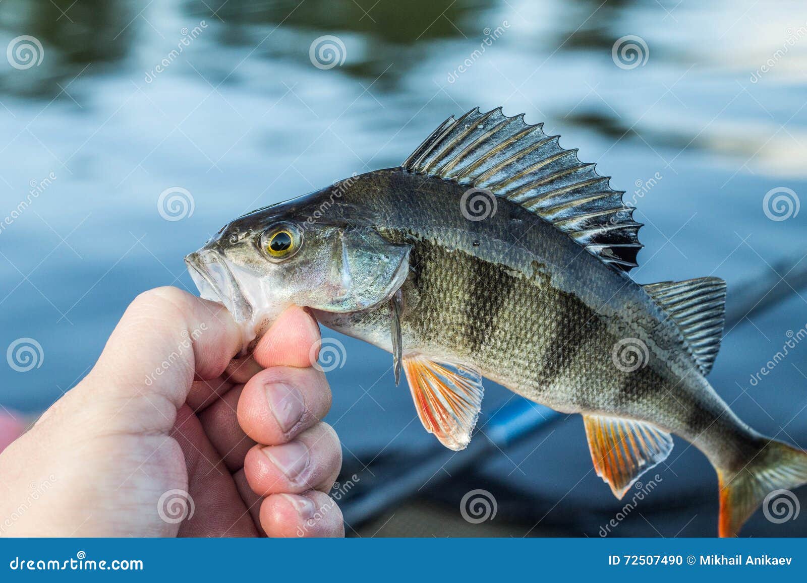 Fishing,fish Perch in the Hand of Angler Stock Photo - Image of fish ...
