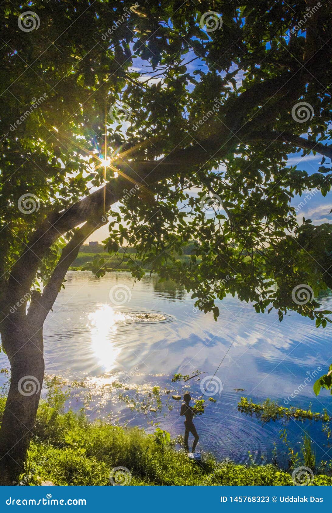 Fishing stock image. Image of tree, nature, river, fishing - 145768323