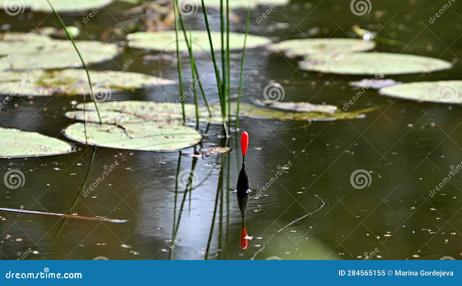 A Fishing Float Floats in the Water. the Bobber Floats on the Water ...