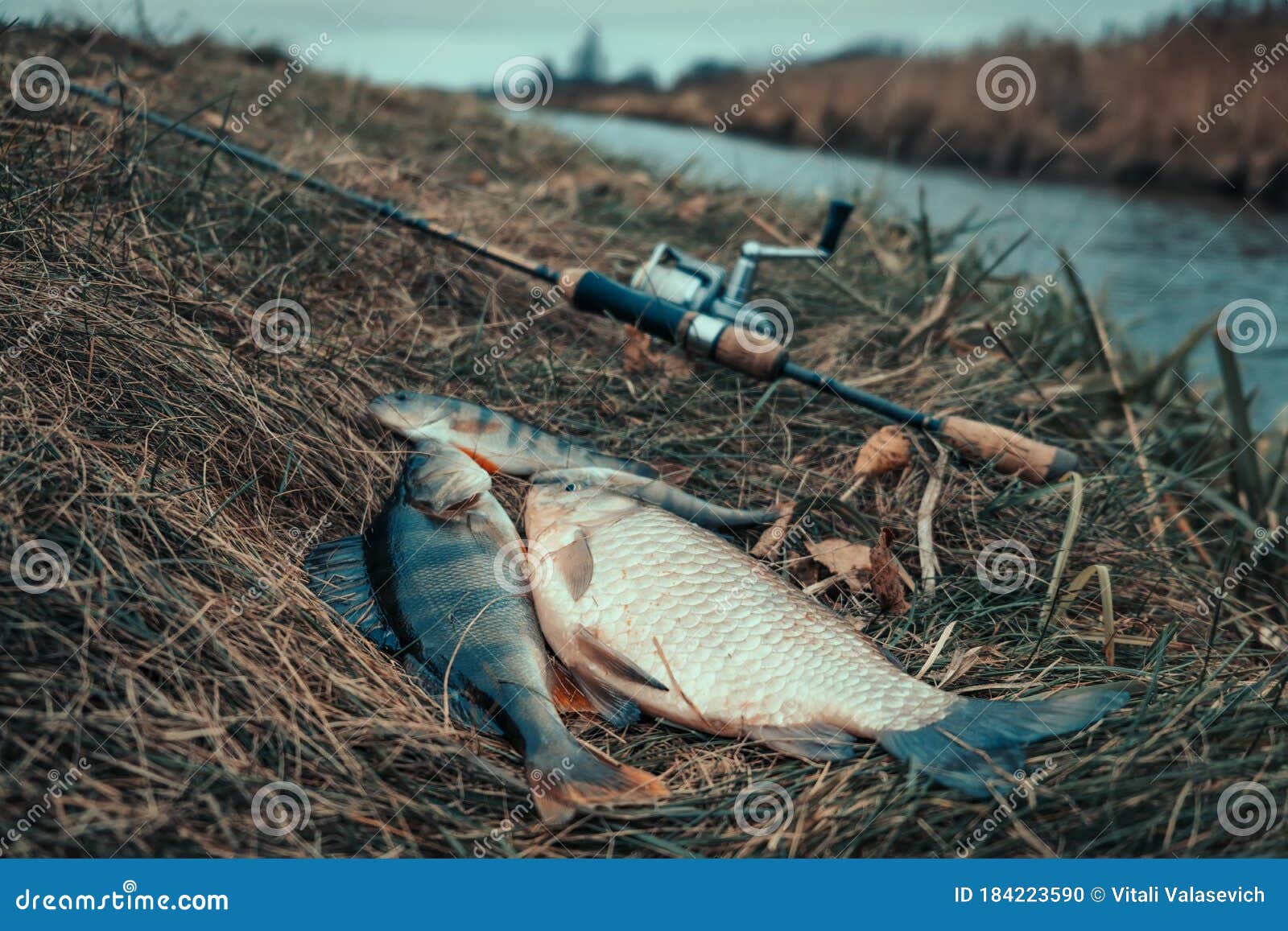 Fishing Gear and Catch on the River Bank Stock Photo - Image of tool ...