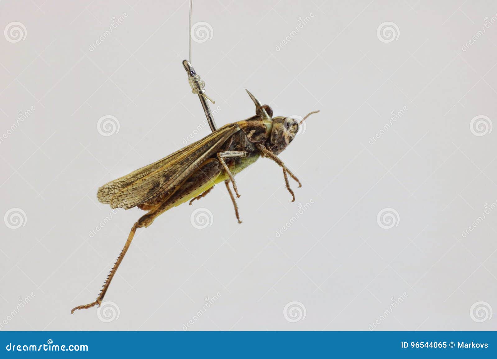 Fishing Hook with Grasshopper Stock Image - Image of objects, white ...