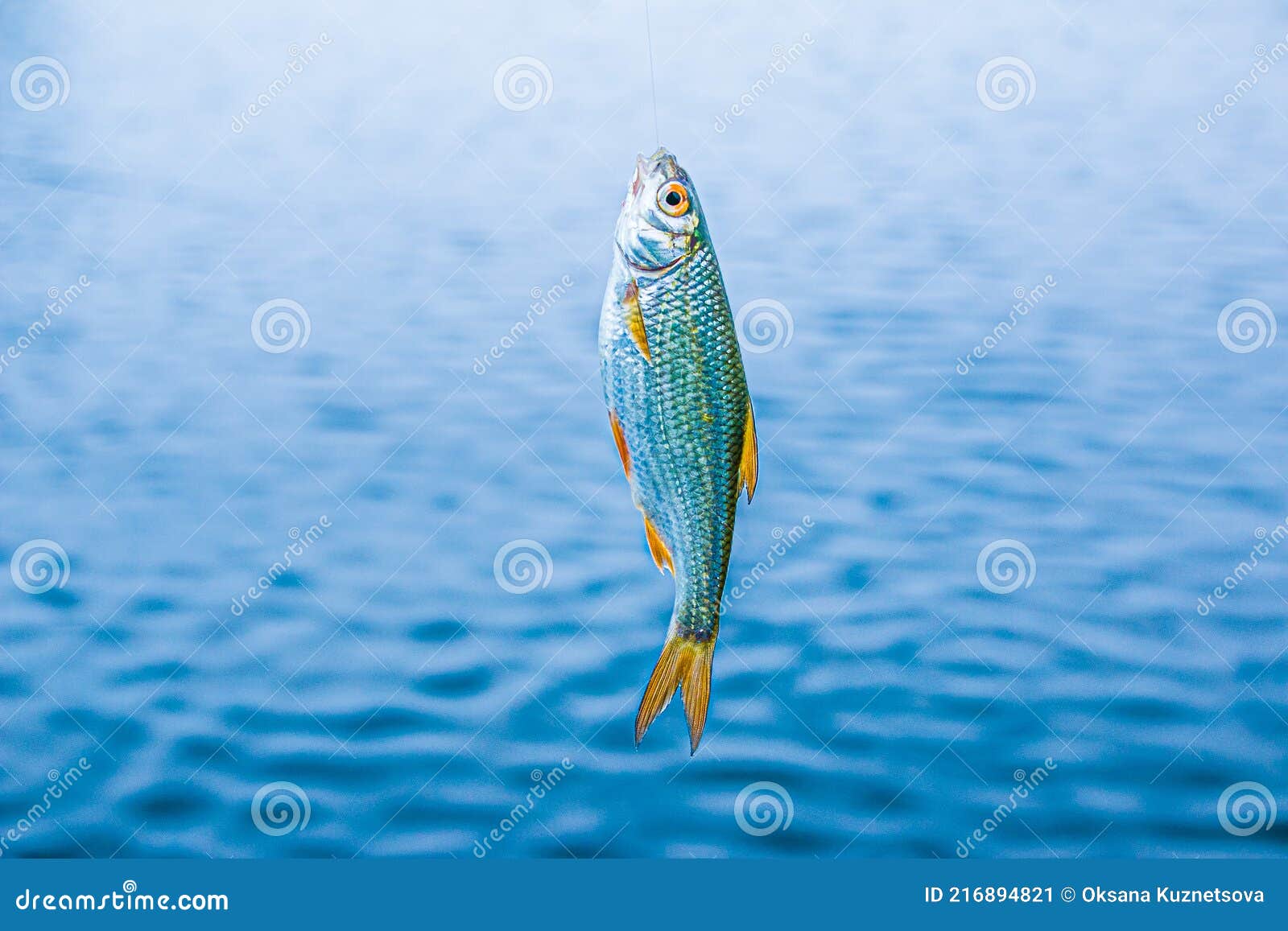 Just Caught Fish on a Fishing Line and a Hook on the Background of the ...