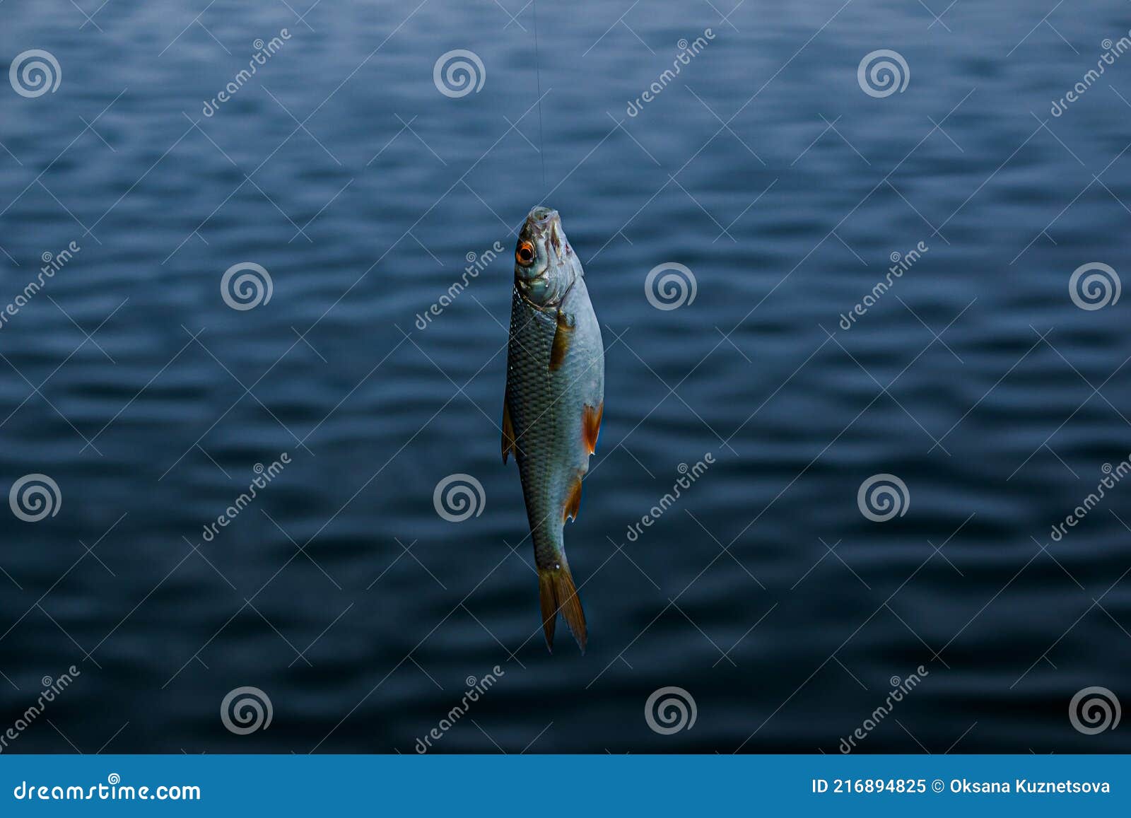 Just Caught Fish on a Fishing Line and a Hook on the Background of the ...