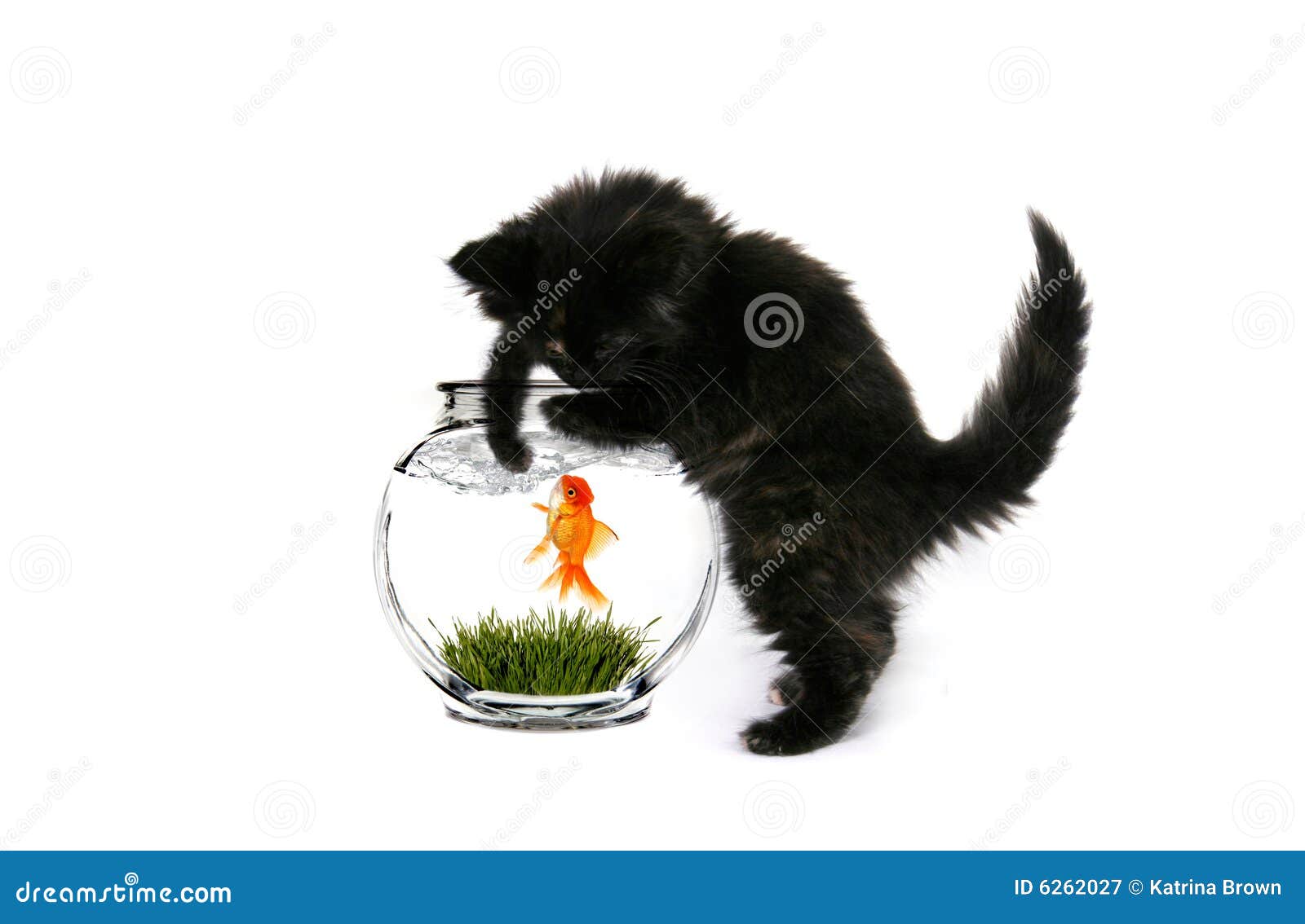 Fishing Kitty stock image. Image of humorous, beautiful - 6262027