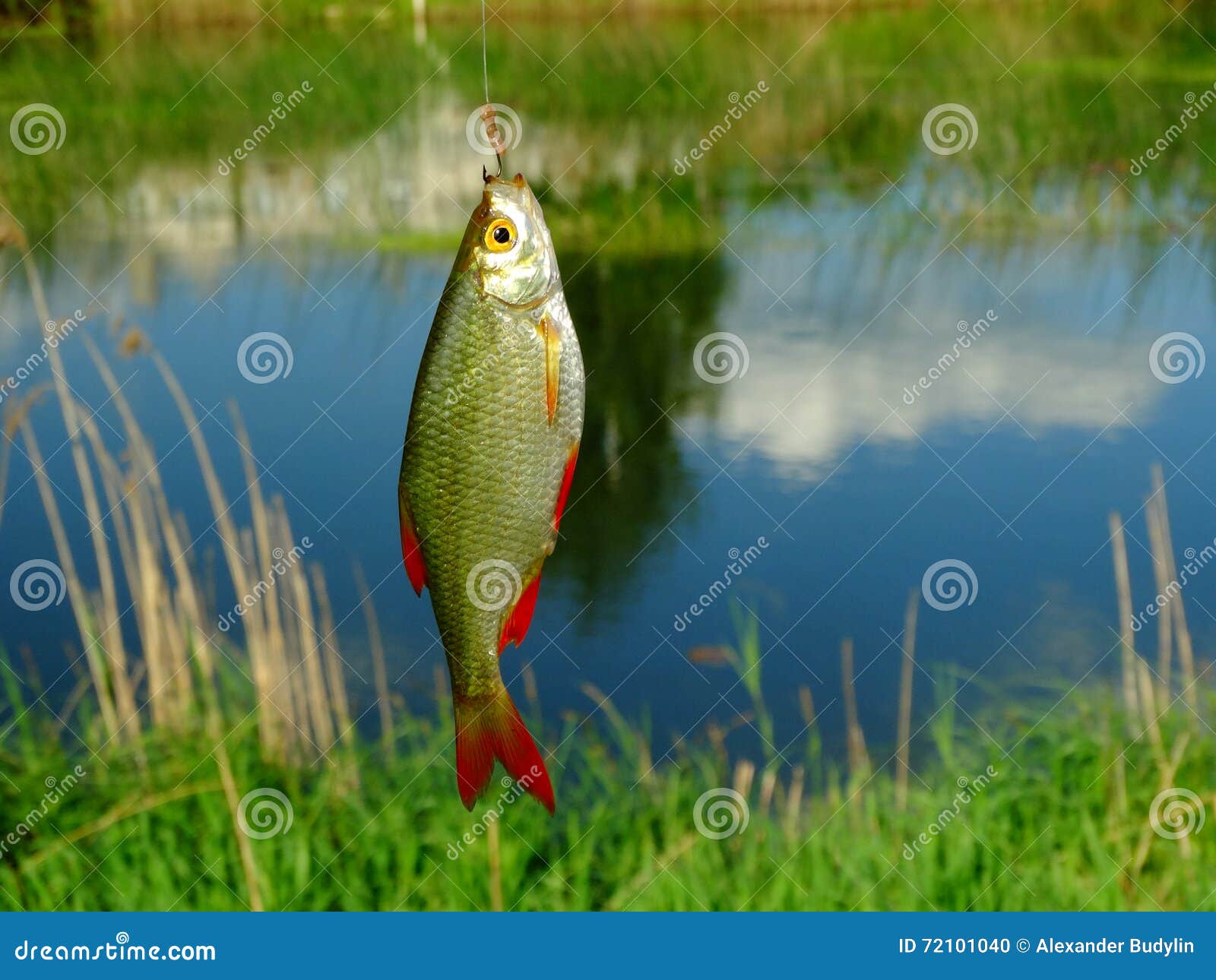 Fishing on the lake stock photo. Image of recreation - 72101040