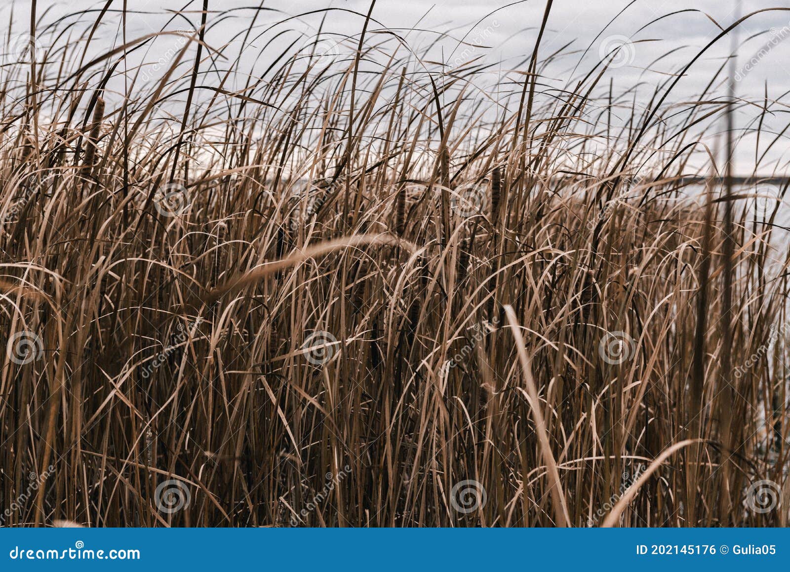 Fishing on the Lake. a Large Catch of Fish Stock Photo - Image of twig ...