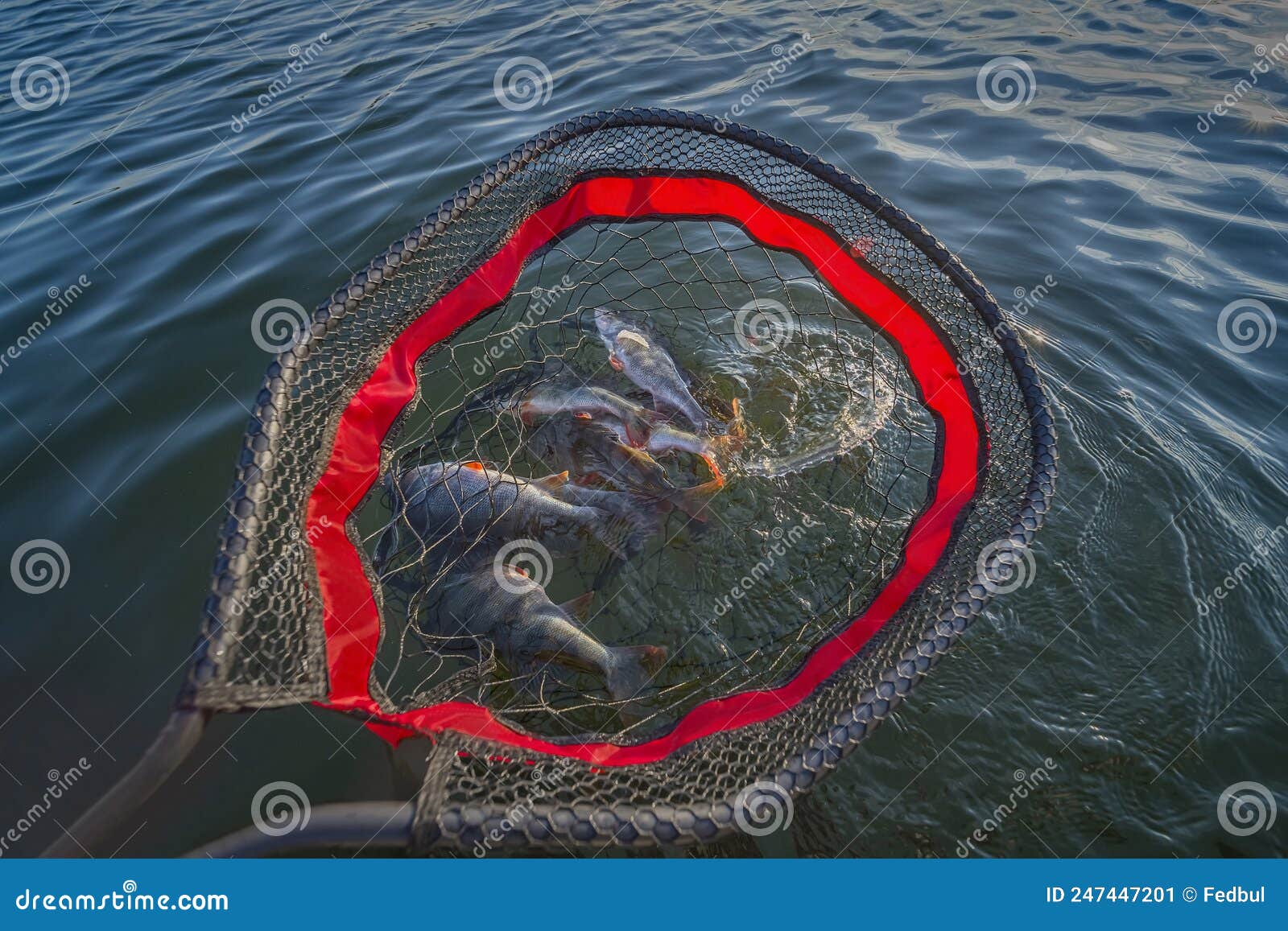 Fishing Landing Net. Many Perch Fish in Water in Specialized Net Stock ...