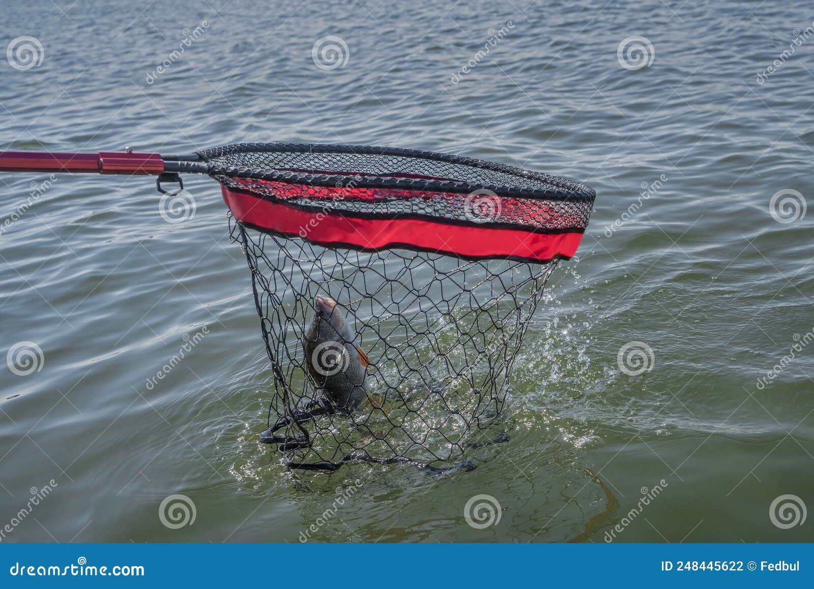 Fishing Landing Net. Taking Perch Fish in Water by Specialized Net ...