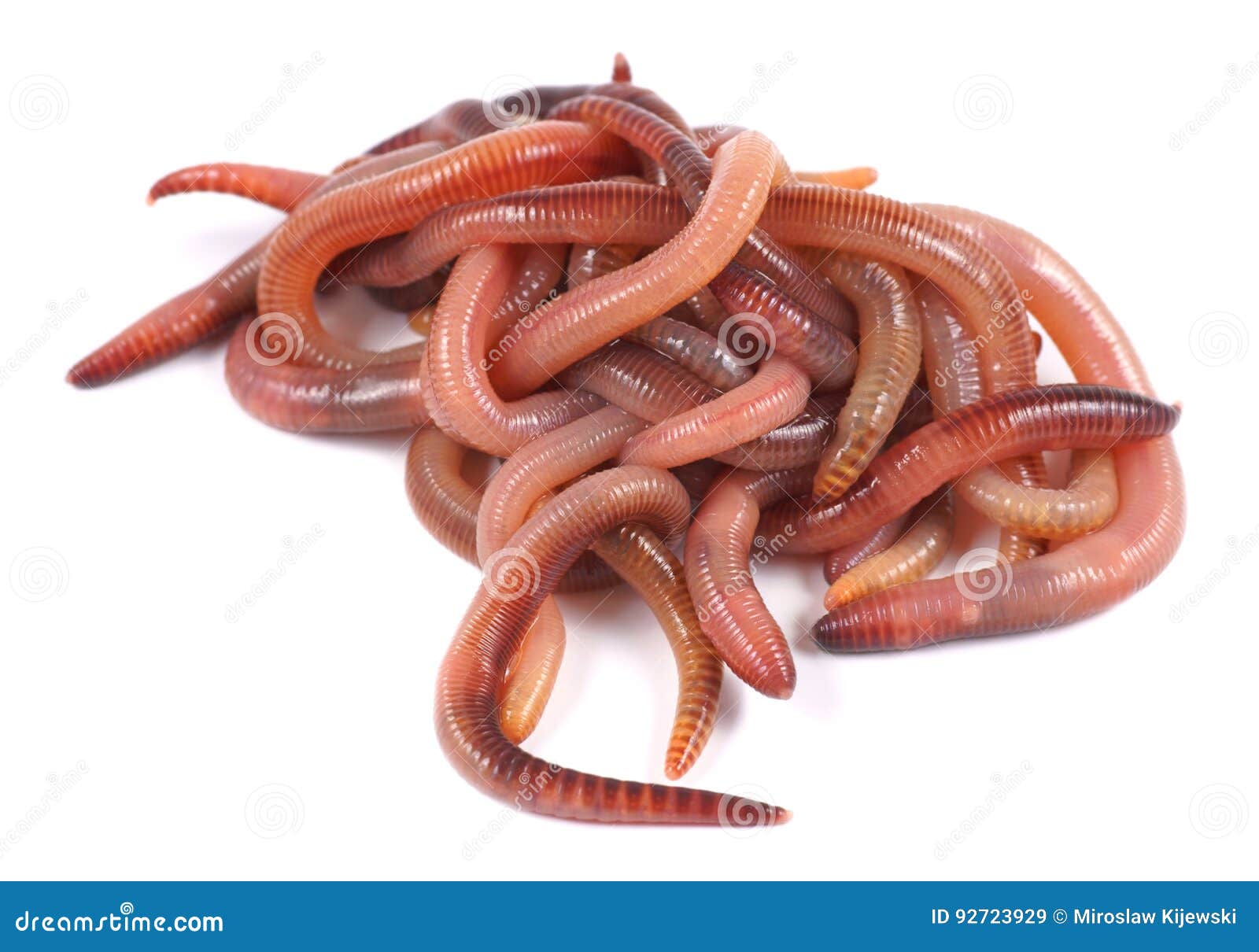 Fishing, Live Bait, Earthworm Dendrobena Stock Image - Image of stack ...