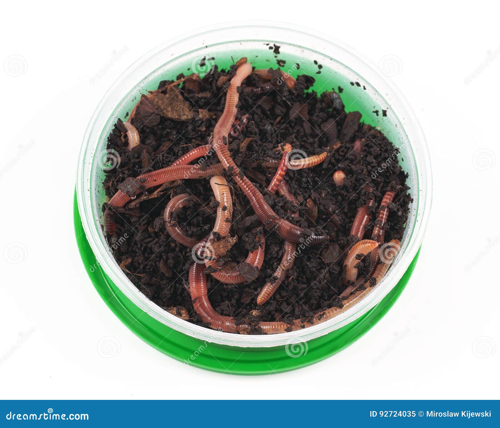 Fishing, Live Bait, Red Worm Dendrobena in a Box Stock Image - Image of ...