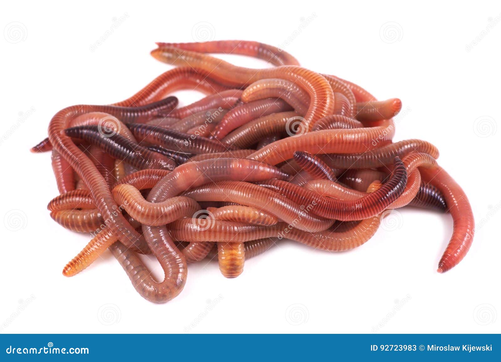 Fishing, Live Bait, Red Worm Dendrobena Stock Image - Image of isolated ...