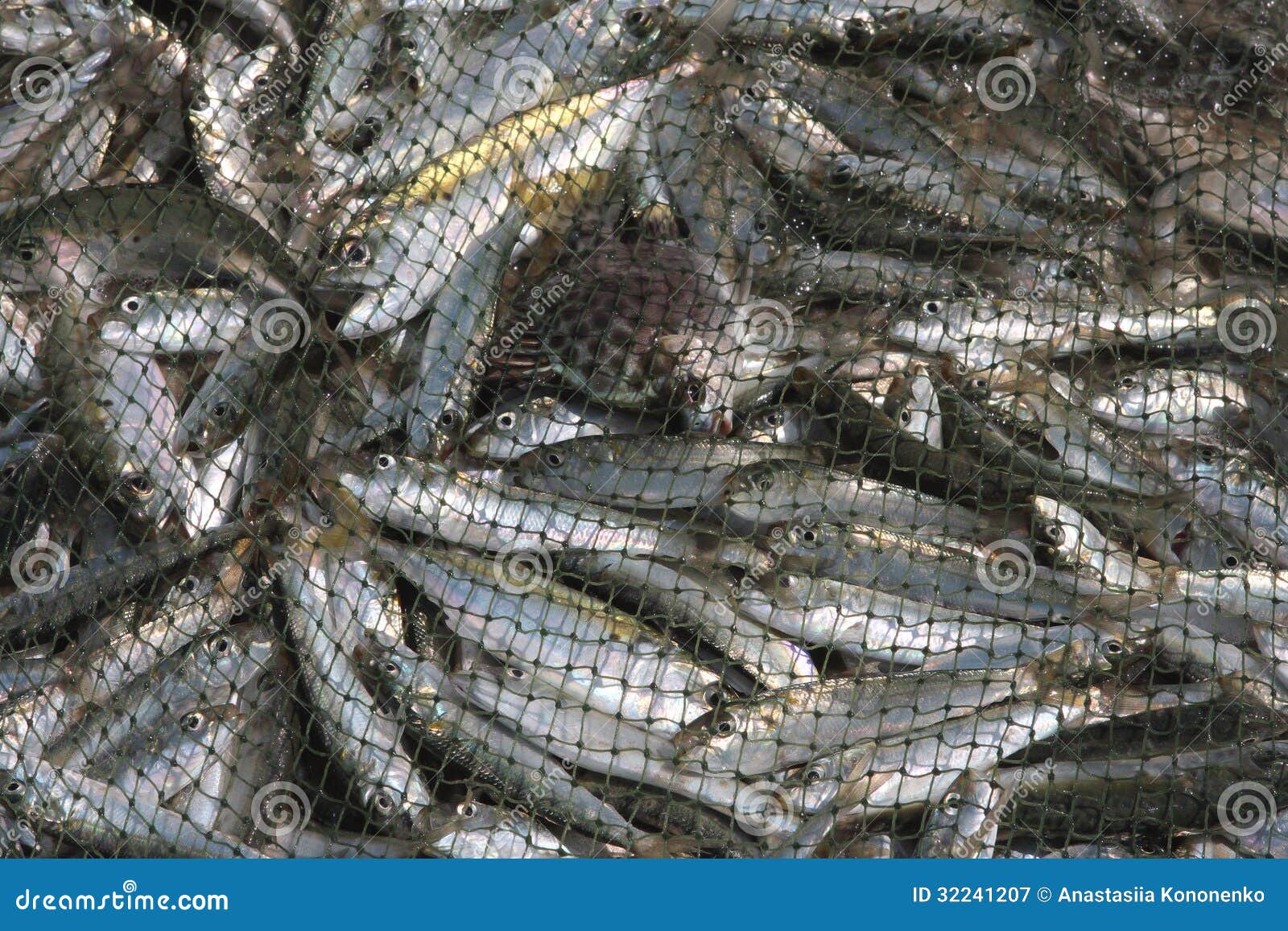 Fishing - Live Fish Caught in the Net Stock Image - Image of catch ...