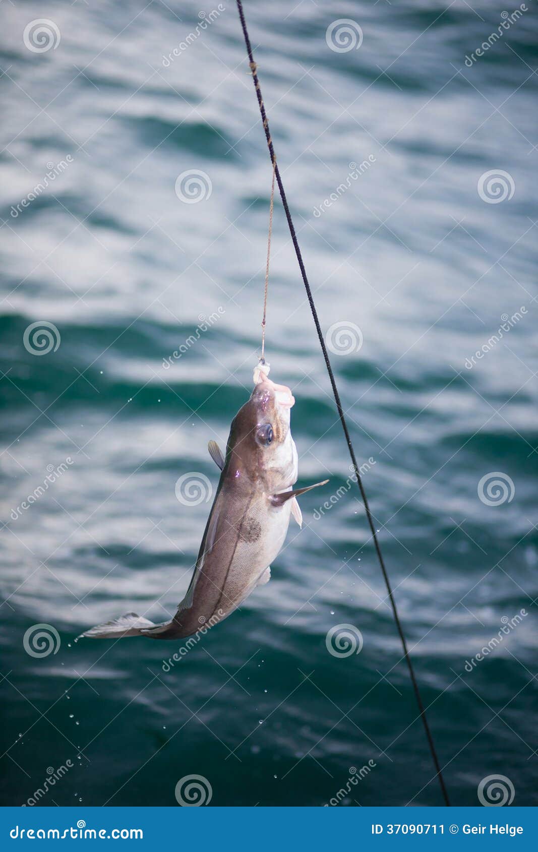 Fishing with longline stock image. Image of fishing, seafood - 37090711