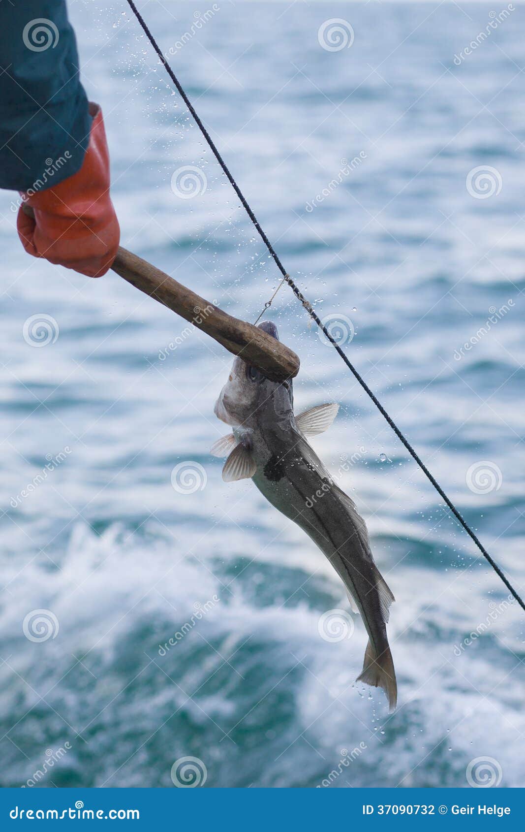 Fishing with longline stock photo. Image of attraction - 37090732
