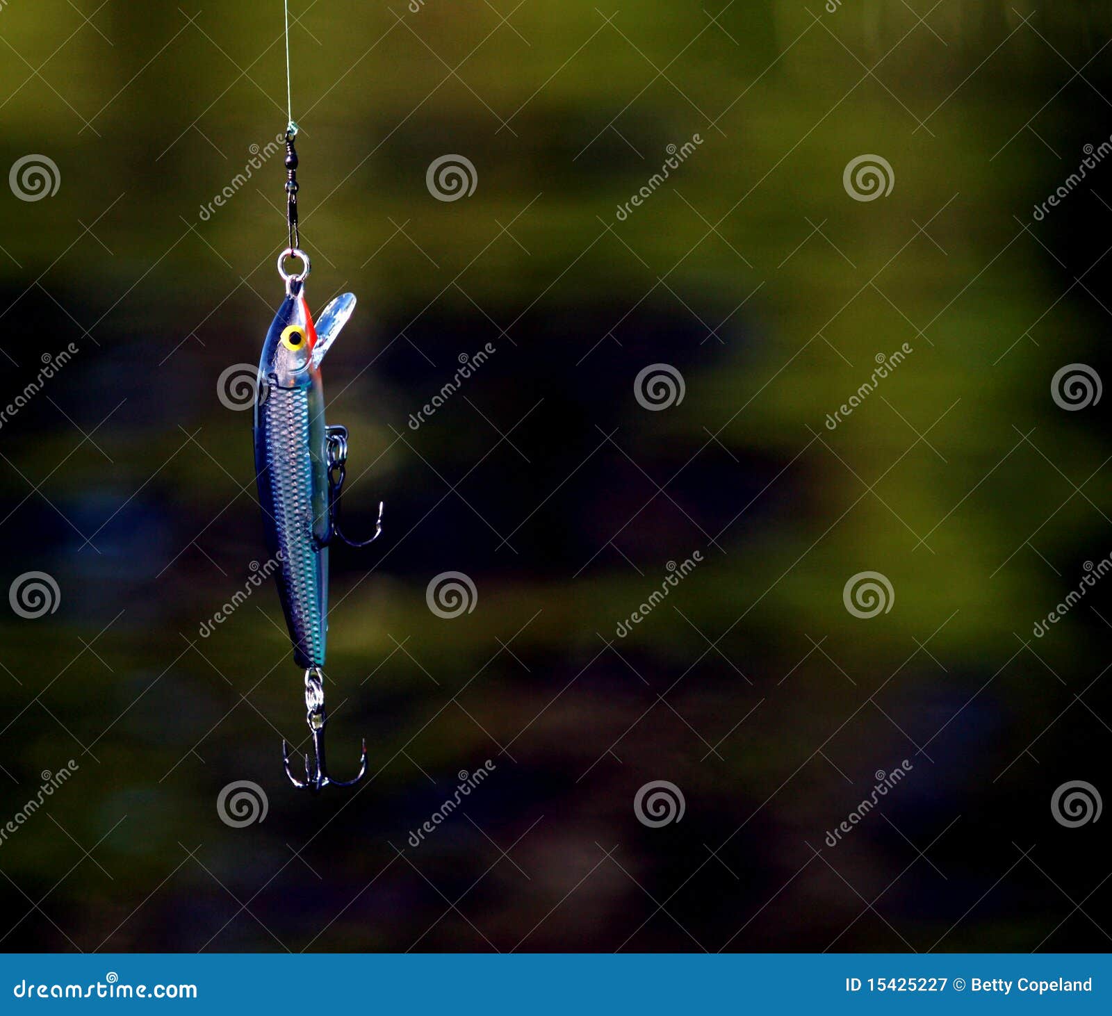 Fishing Lure Hanging From A Pine Tree Branch; Not Your Typical Pine ...