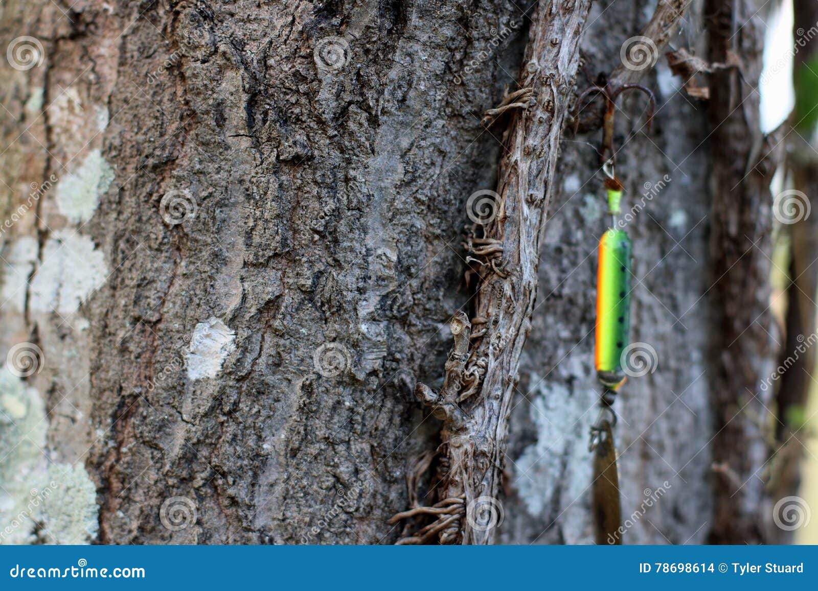 Fishing Lure Hanging in Tree Stock Photo - Image of line, string: 78698614