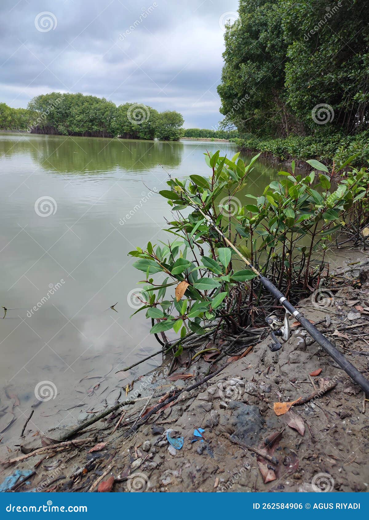 Fishing in the Mangrove Forest Stock Photo - Image of mangrove ...
