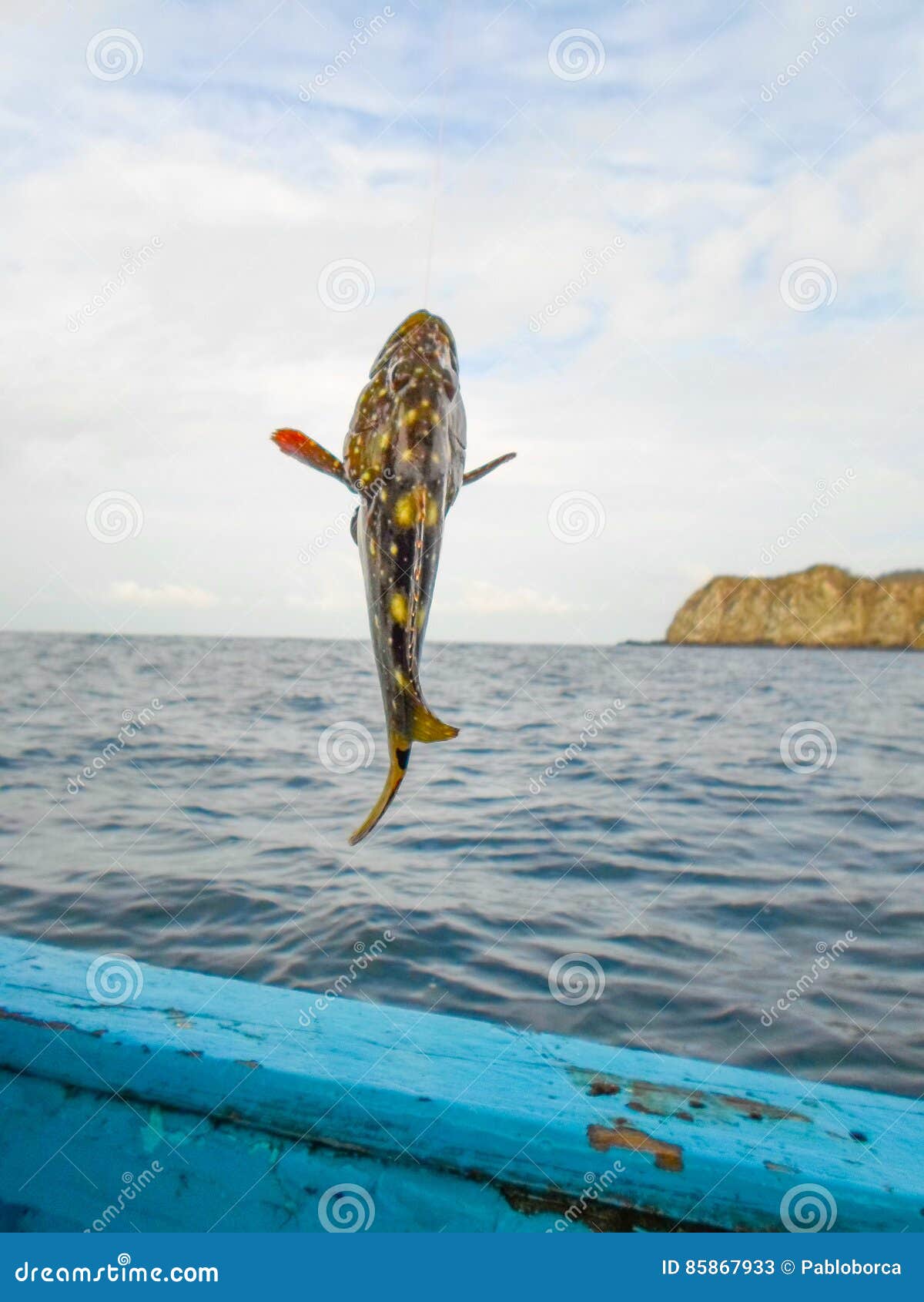 Fishing a Mero grouper stock image. Image of ecuadorian - 85867933