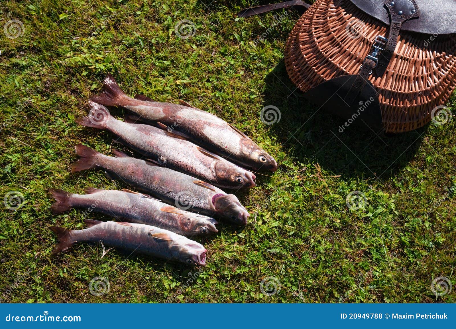 Fishing on Mountain River in Mongolia Stock Photo - Image of basket ...