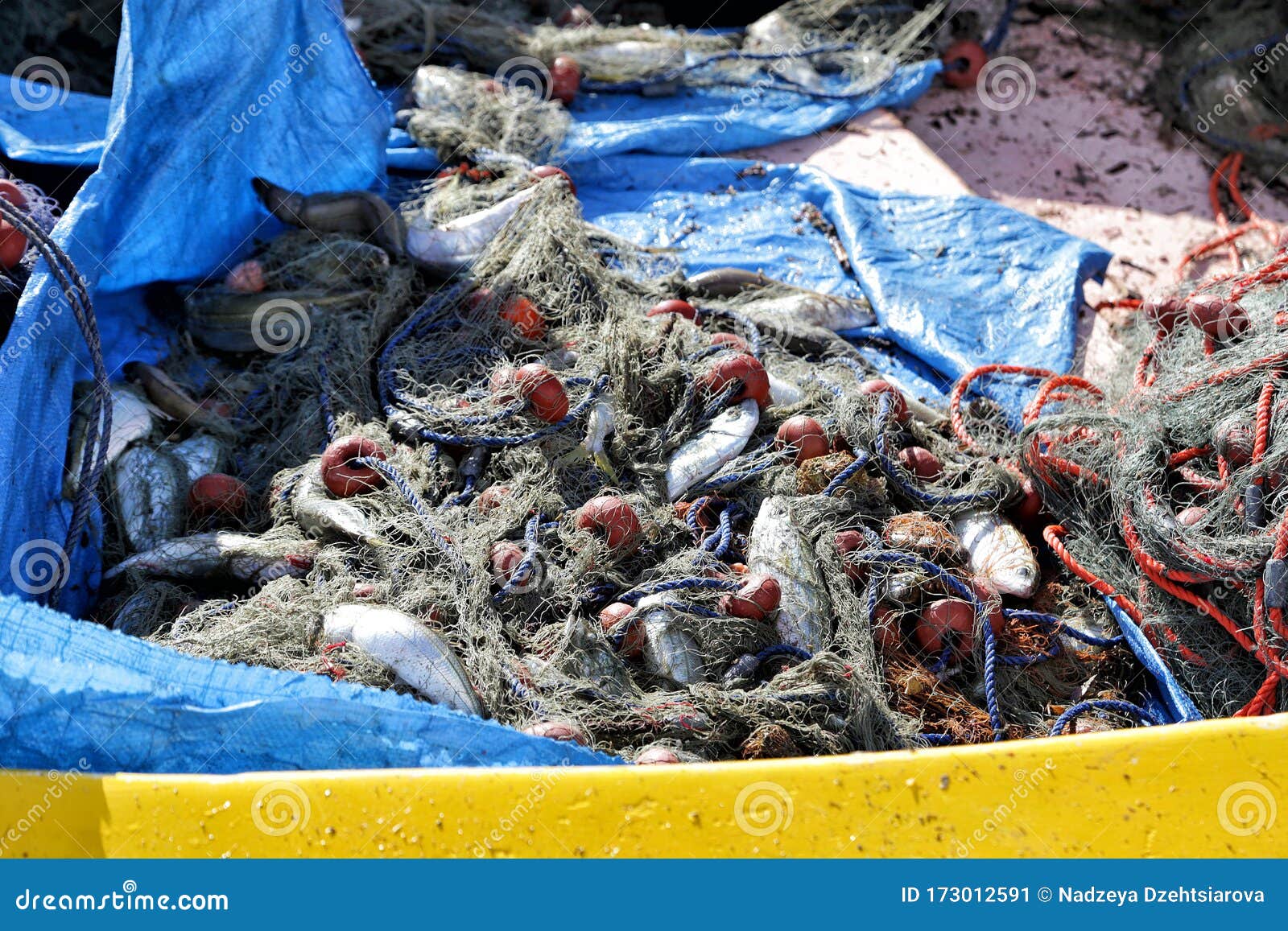 Fishing net with catch stock image. Image of board, catch - 173012591