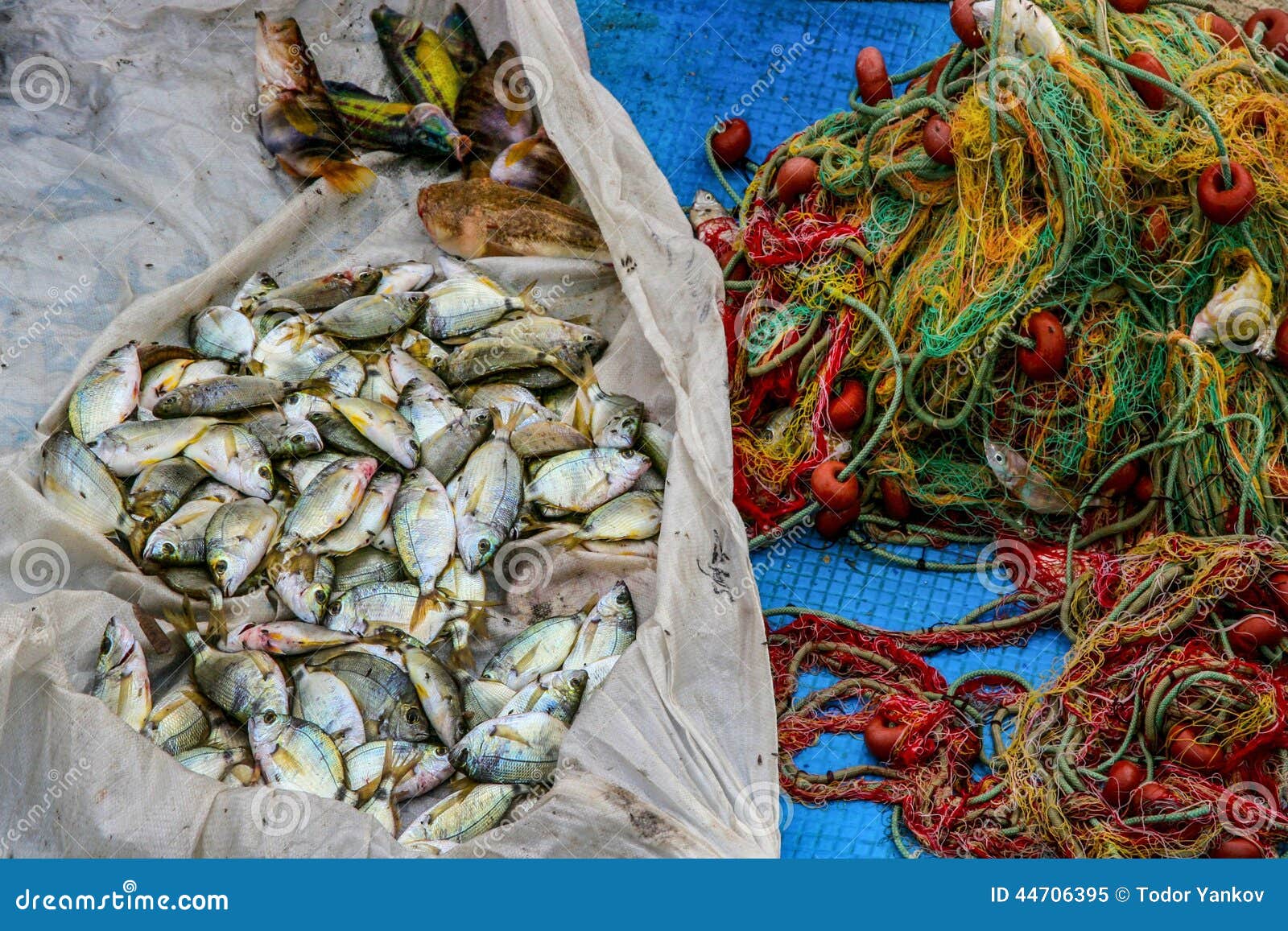 Fishing net and fish stock image. Image of texture, decoration - 44706395