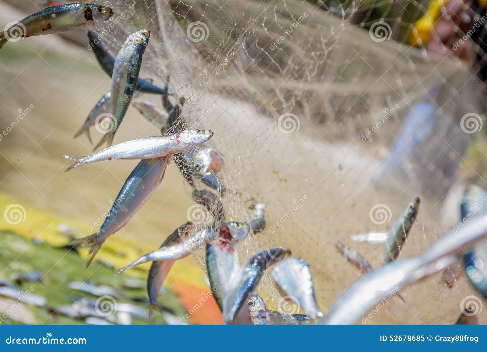 Fishing net with fish stock image. Image of float, mesh - 52678685