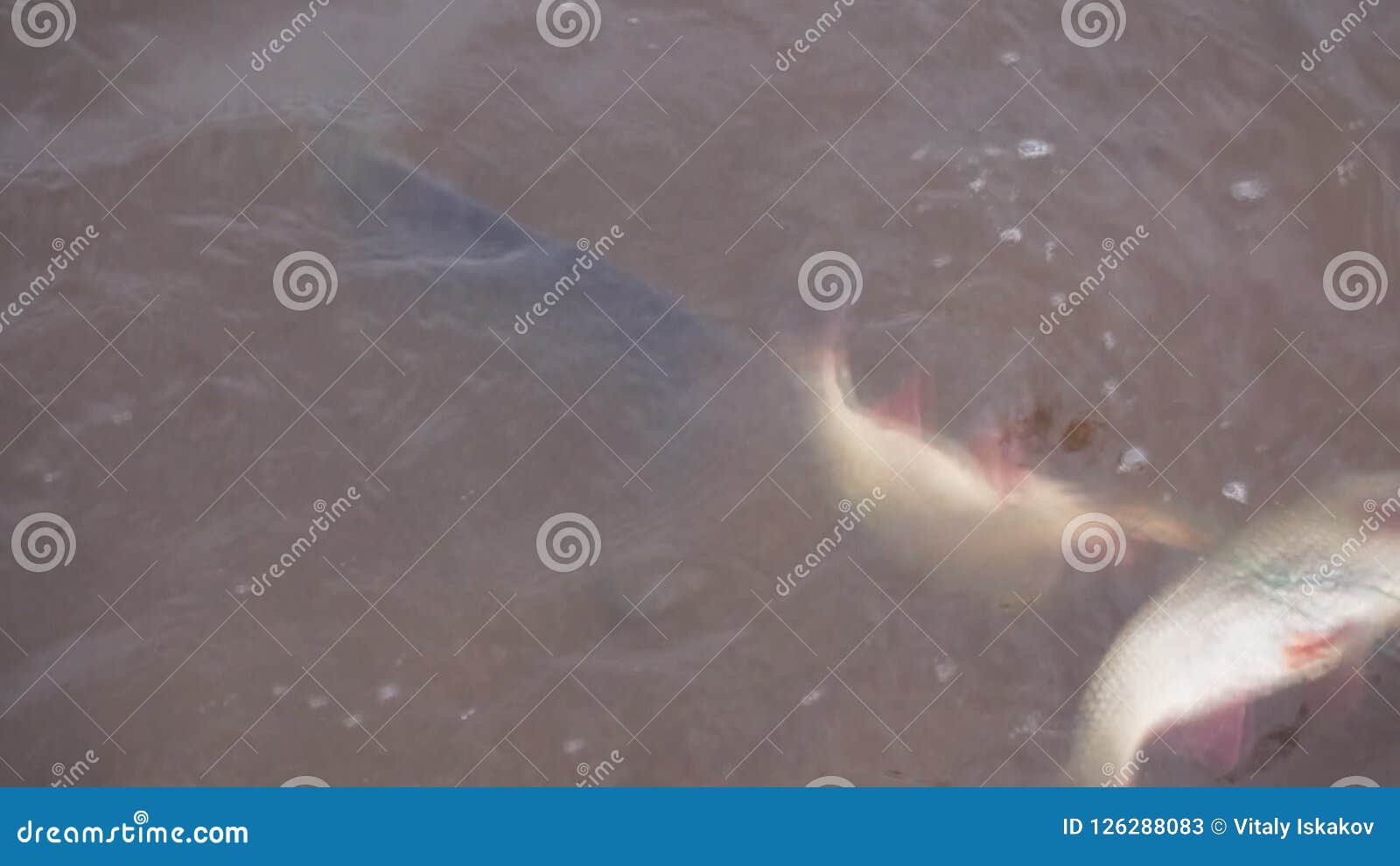 Fishing Fishing Net Full of Caught Fish in the Pond Shooting with Hands ...