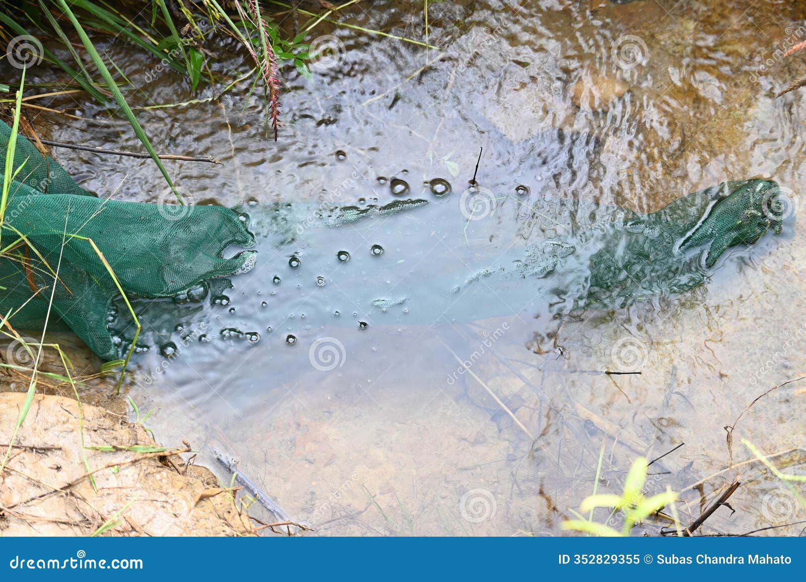 Fishing with Nets in Rice Paddy Field. Stock Image - Image of fresh ...