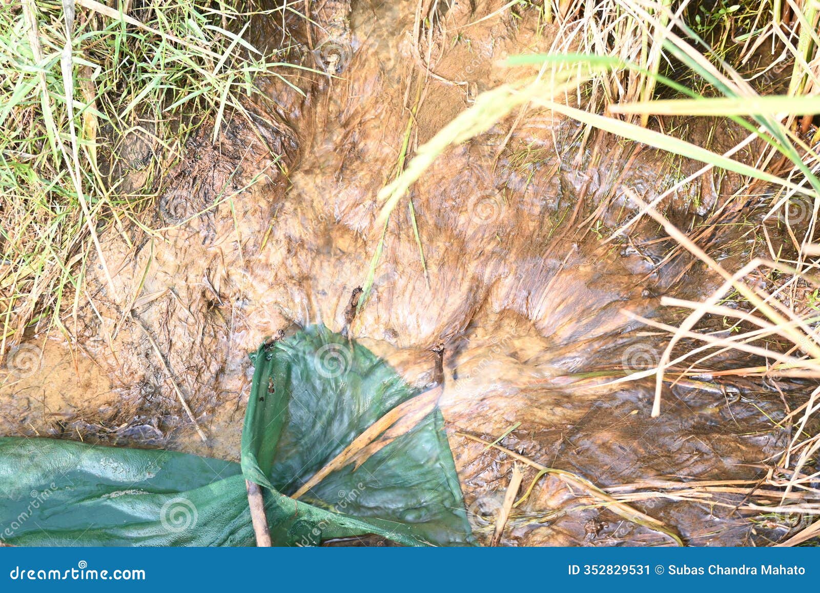 Fishing with Nets in Rice Paddy Field. Stock Image - Image of farm ...