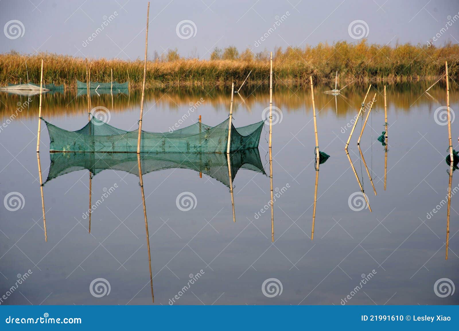 Fishing nets in the lake stock photo. Image of sticks - 21991610