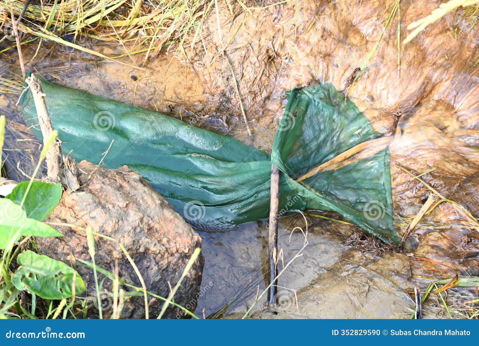 Fishing with Nets in Rice Paddy Field. Stock Photo - Image of rice ...