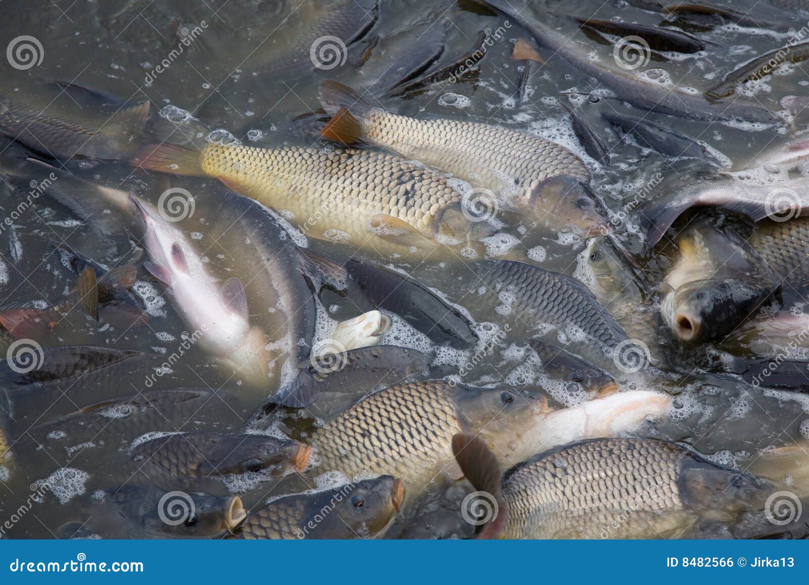Fishing out stock photo. Image of fish, animals, nature - 8482566