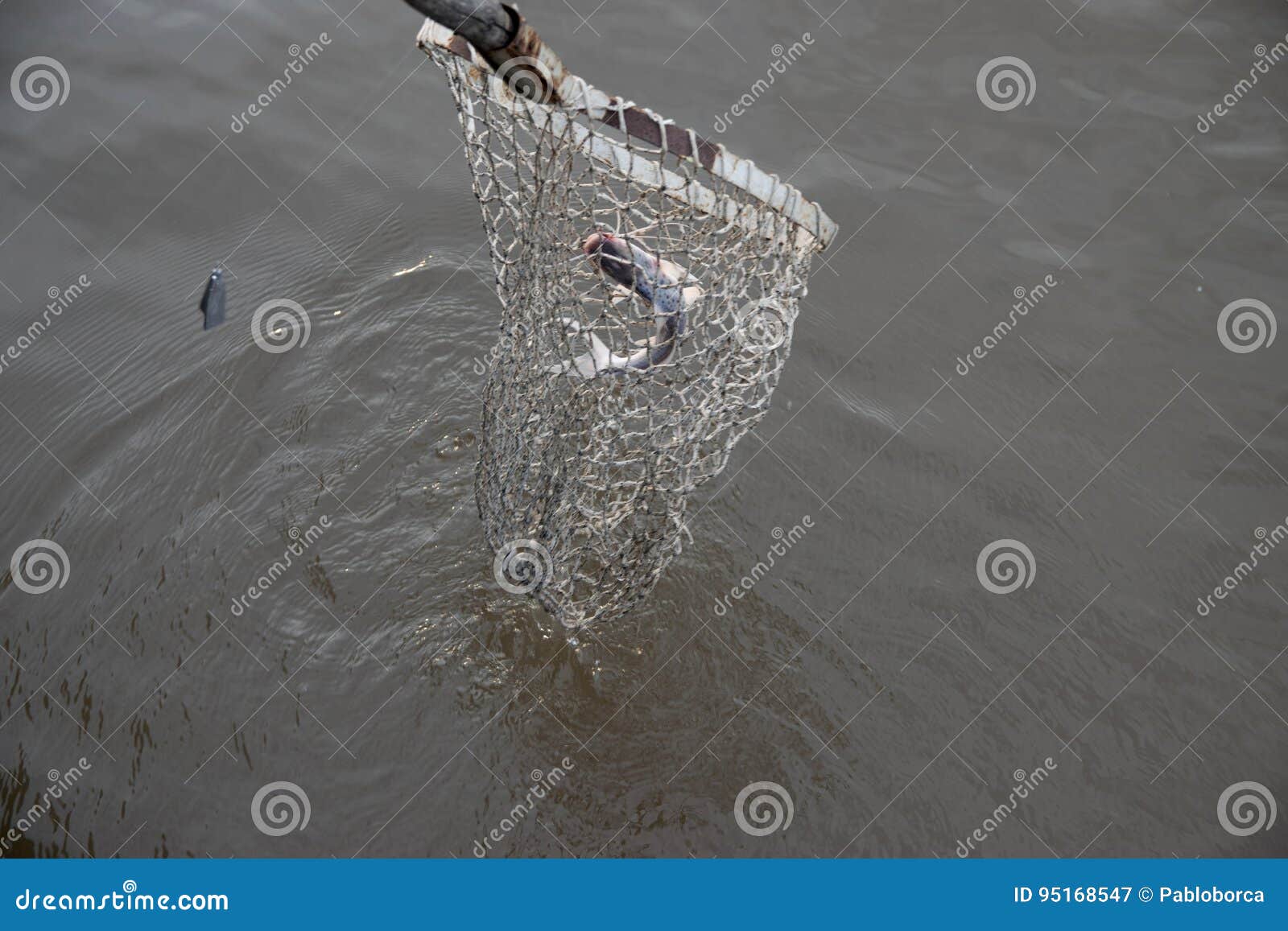 Fishing Pati Fish stock image. Image of brazil, pati - 95168547
