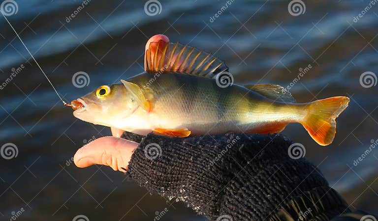 Fishing perch stock image. Image of hobby, bite, animal - 18095661