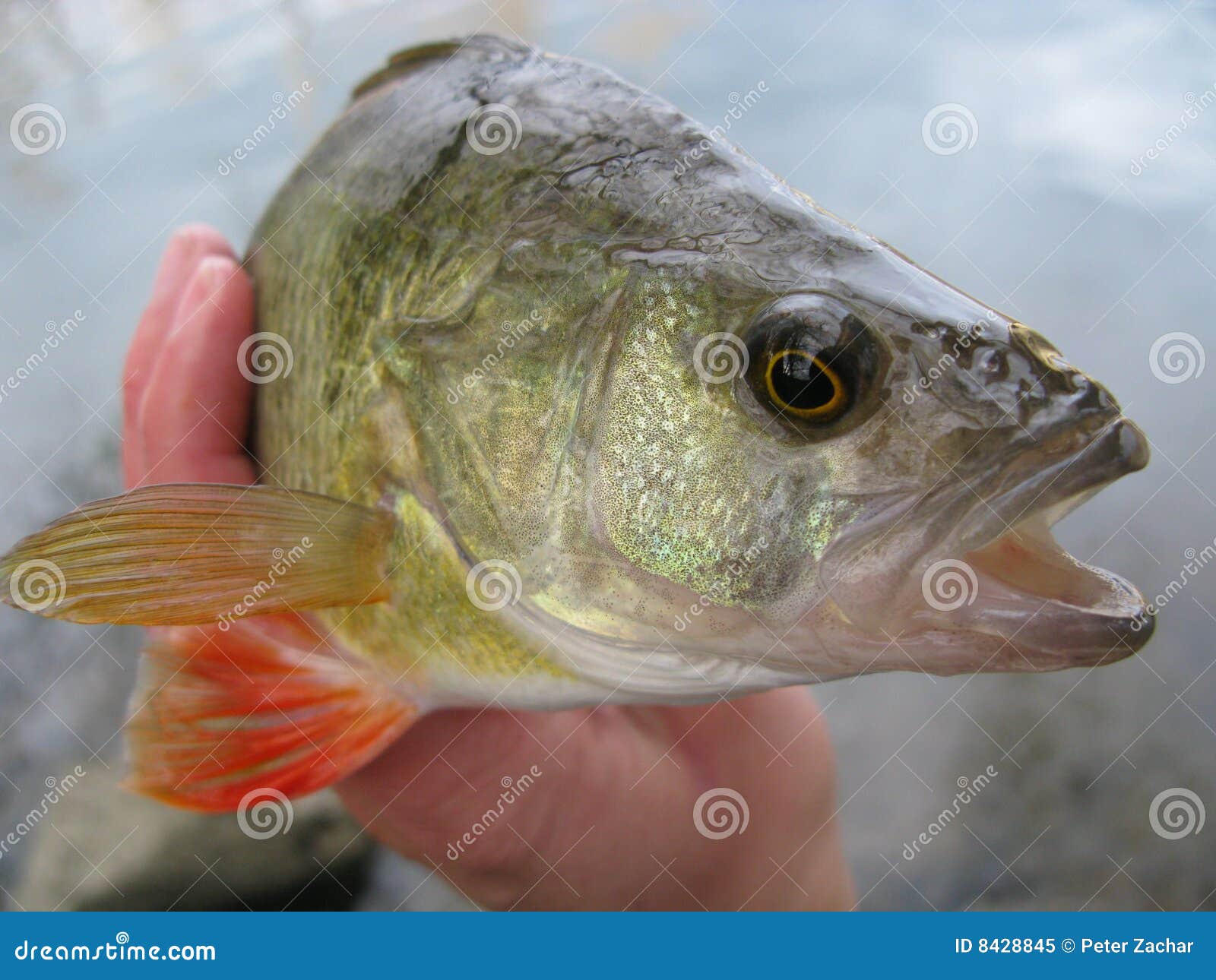 Fishing - perch stock image. Image of peace, hobby, early - 8428845