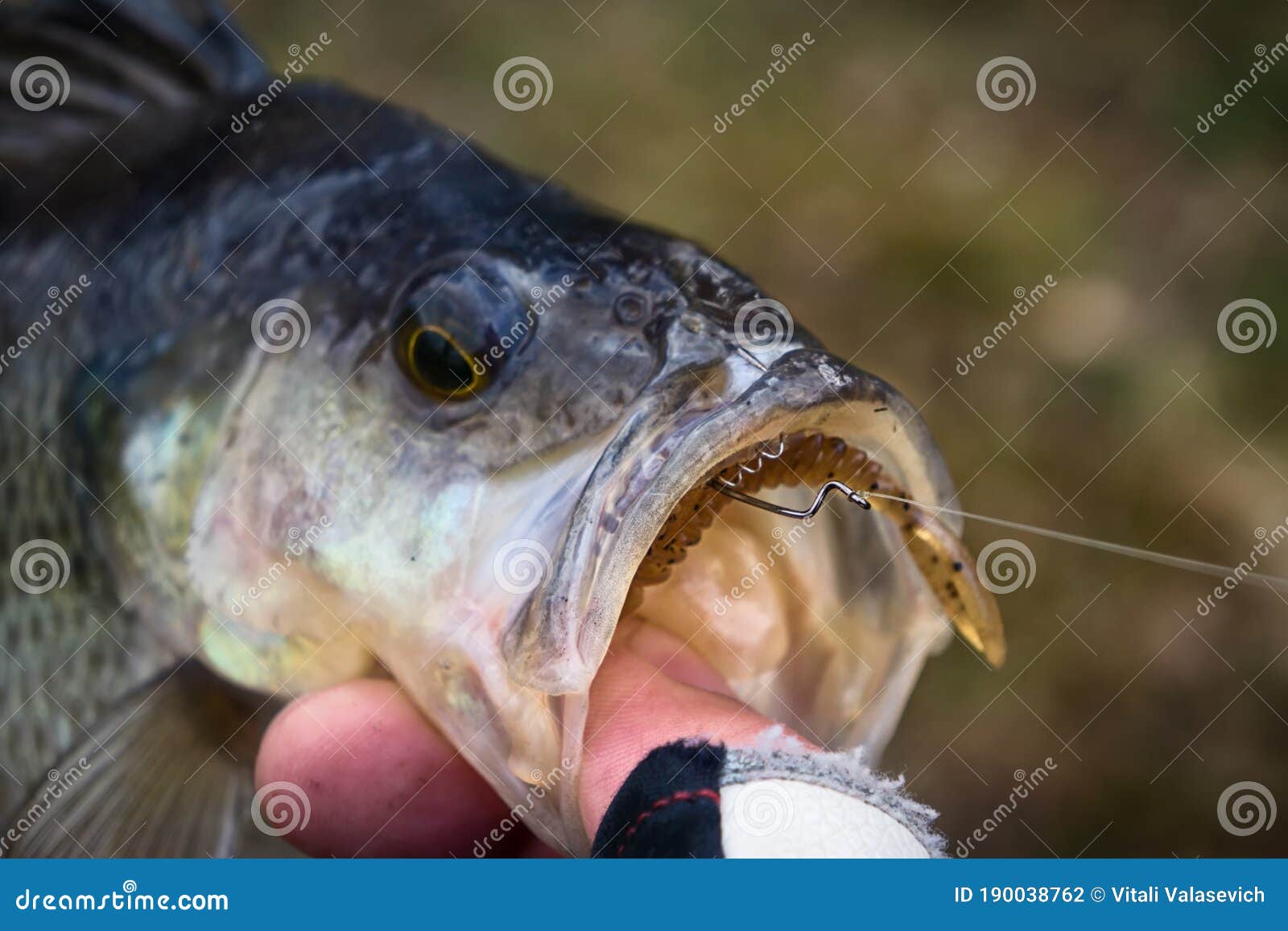Fishing. Perch on the hook stock photo. Image of animal - 190038762