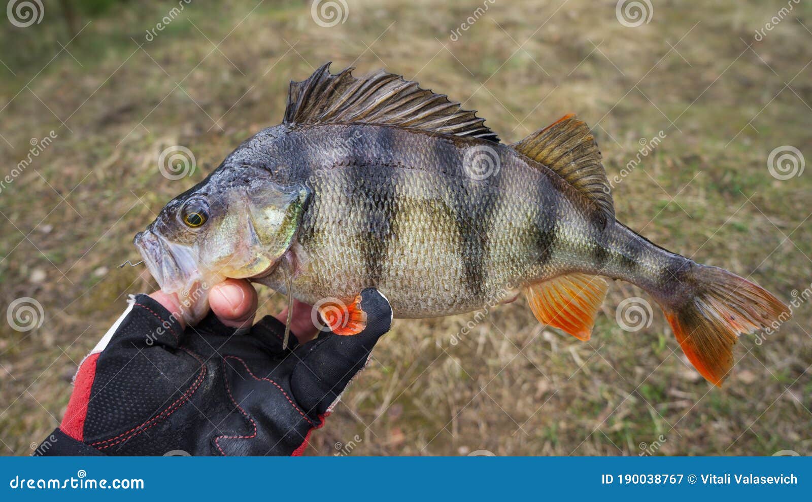 Fishing, perch on the hook stock image. Image of spinning - 190038767