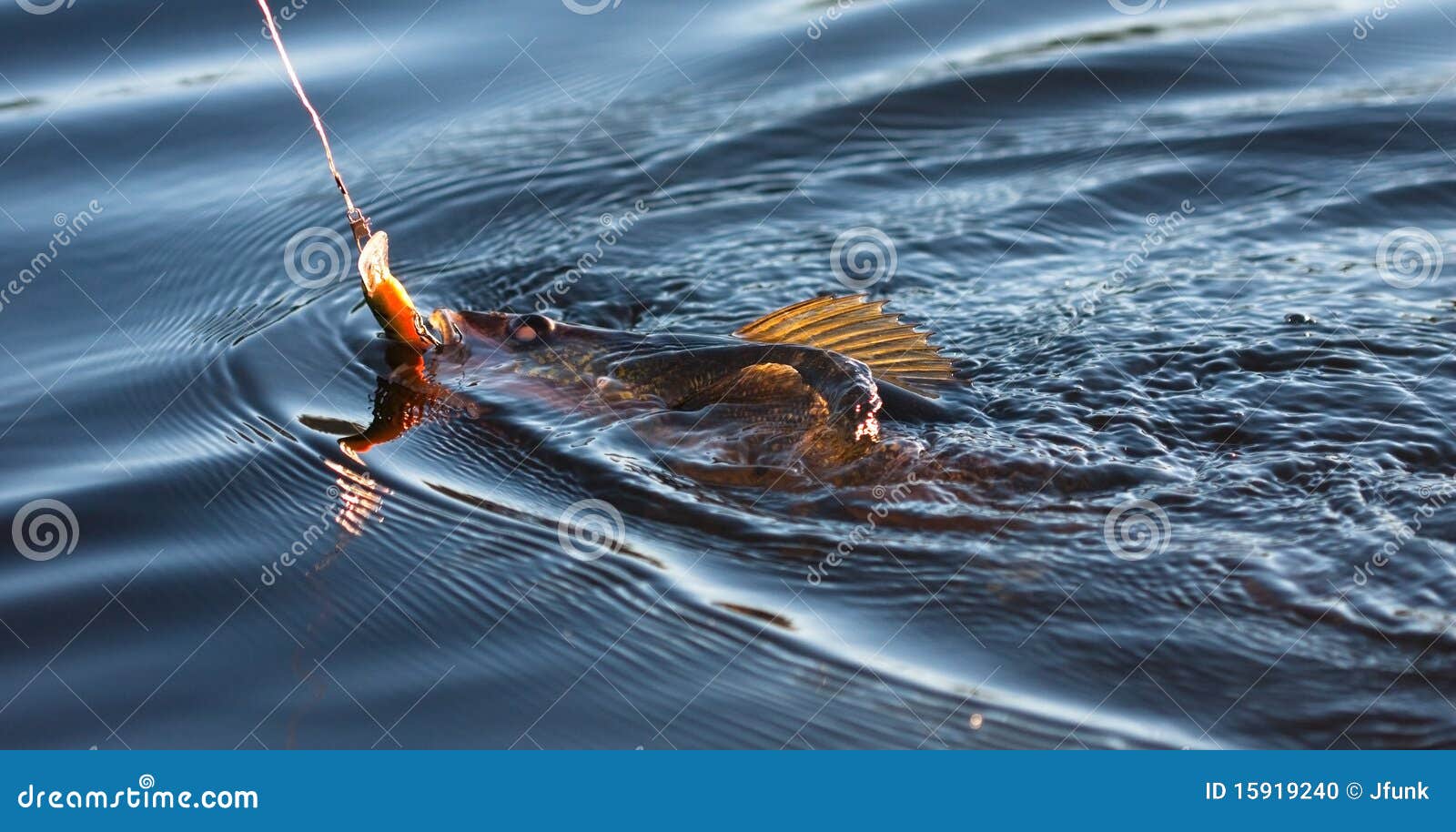 Fishing for Pickerel stock photo. Image of strike, recreation - 15919240