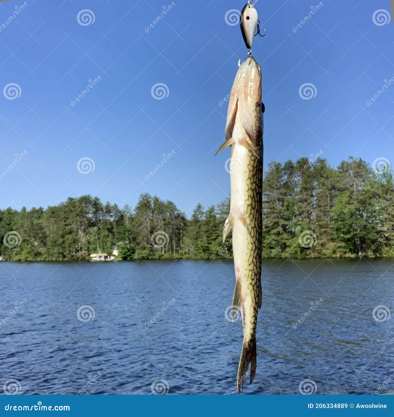 Fishing for Pickerel stock image. Image of sport, closeup - 206334889