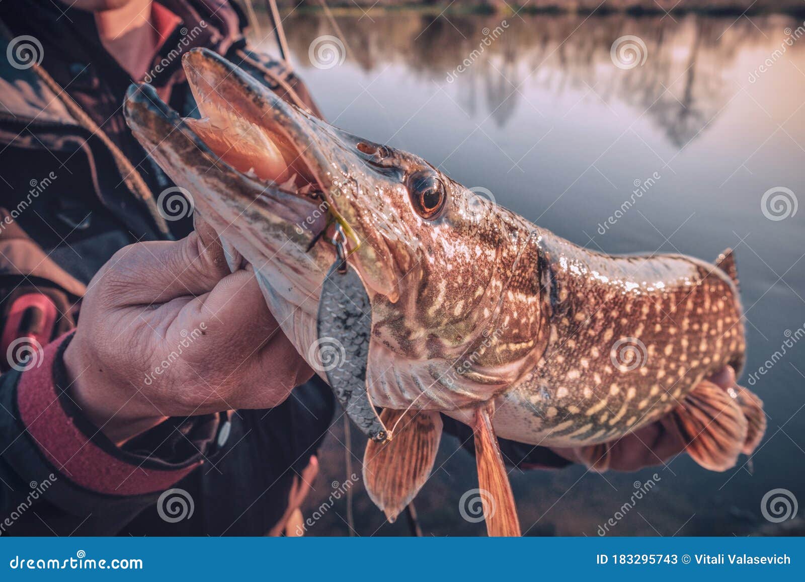 Fishing. Pike trophy stock image. Image of pike, fishing - 183295743