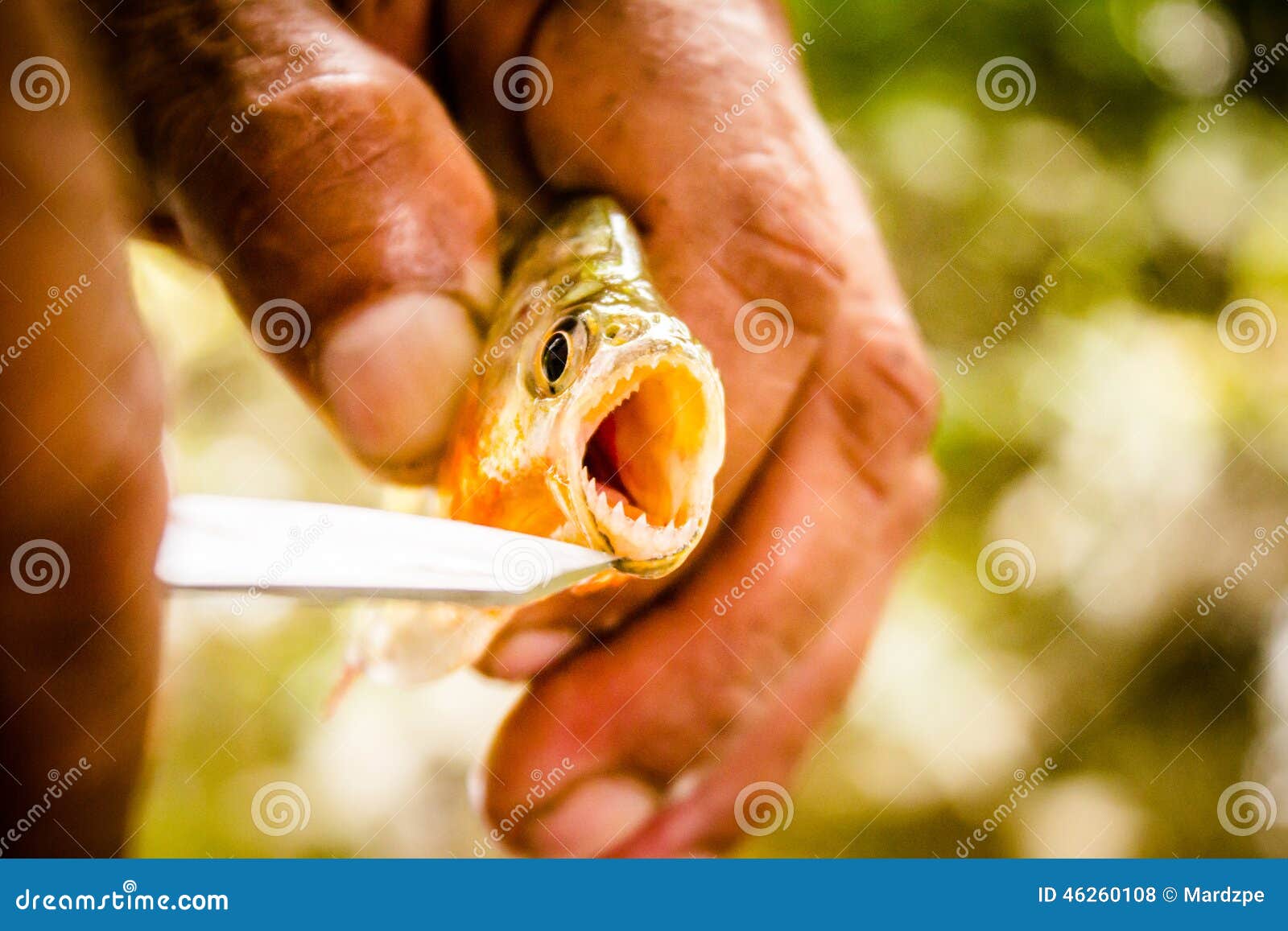 Fishing Piranha at Amazon River. Amazon Jungle Stock Photo - Image of ...