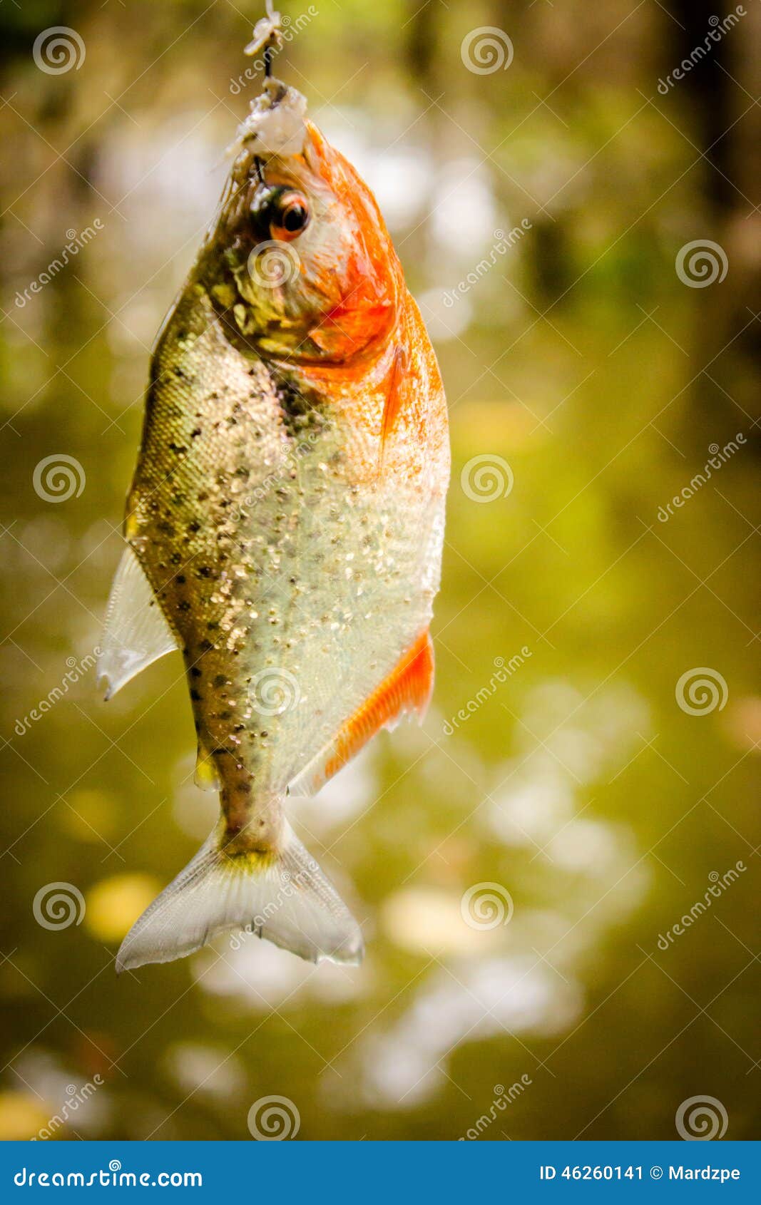 Wallpaper Of The Amazon River Fish