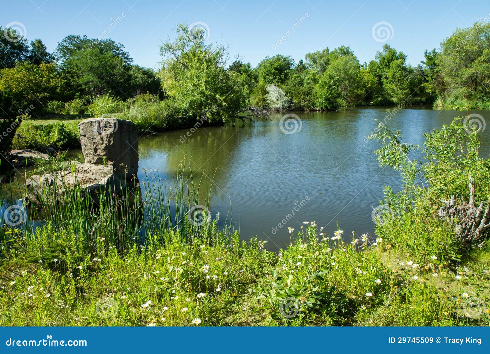 Time for Some Fishing in the Old Pond Stock Image - Image of leaf ...
