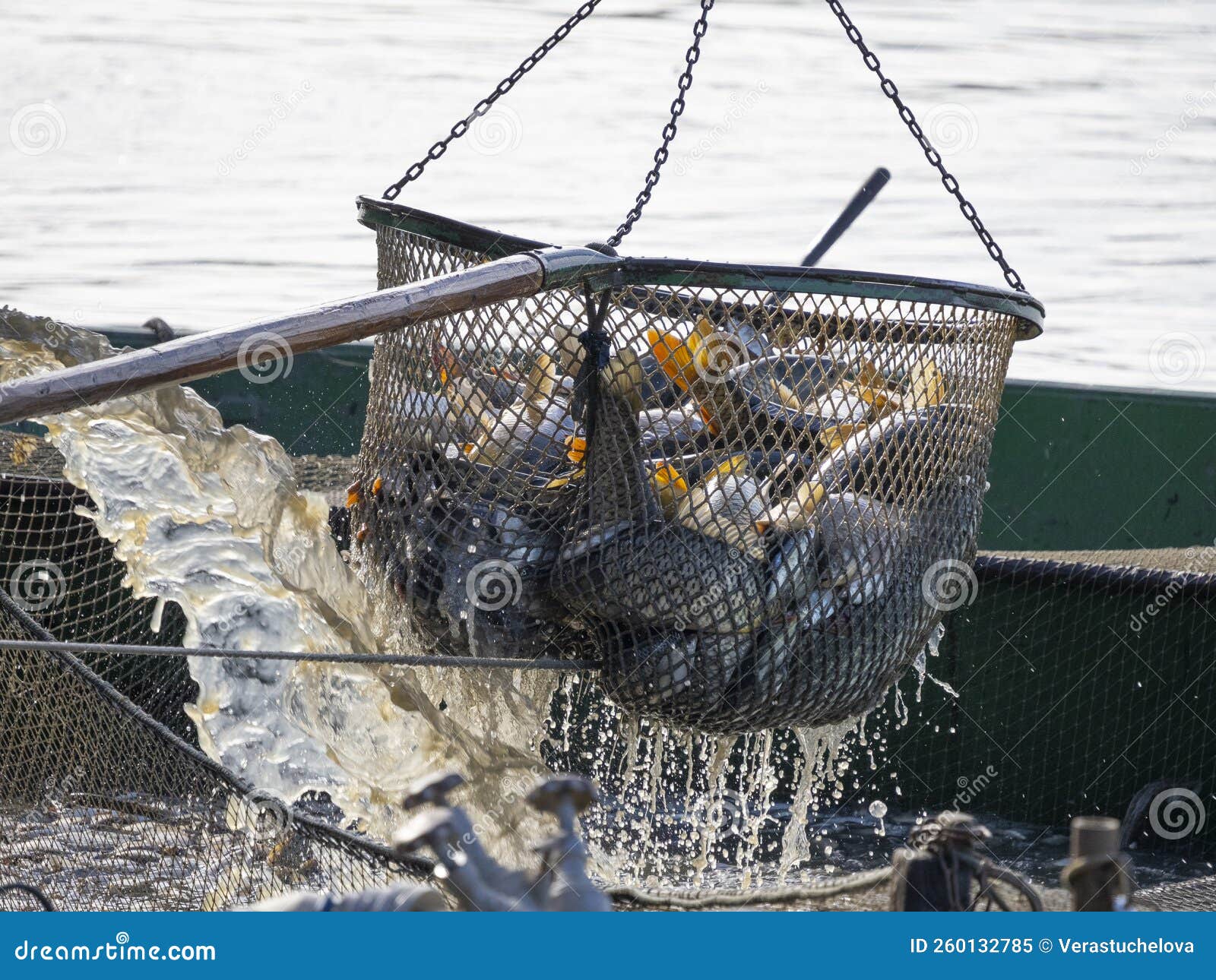Fishing Pond, Sorting Fish Carp and Other Fish Stock Image - Image of ...