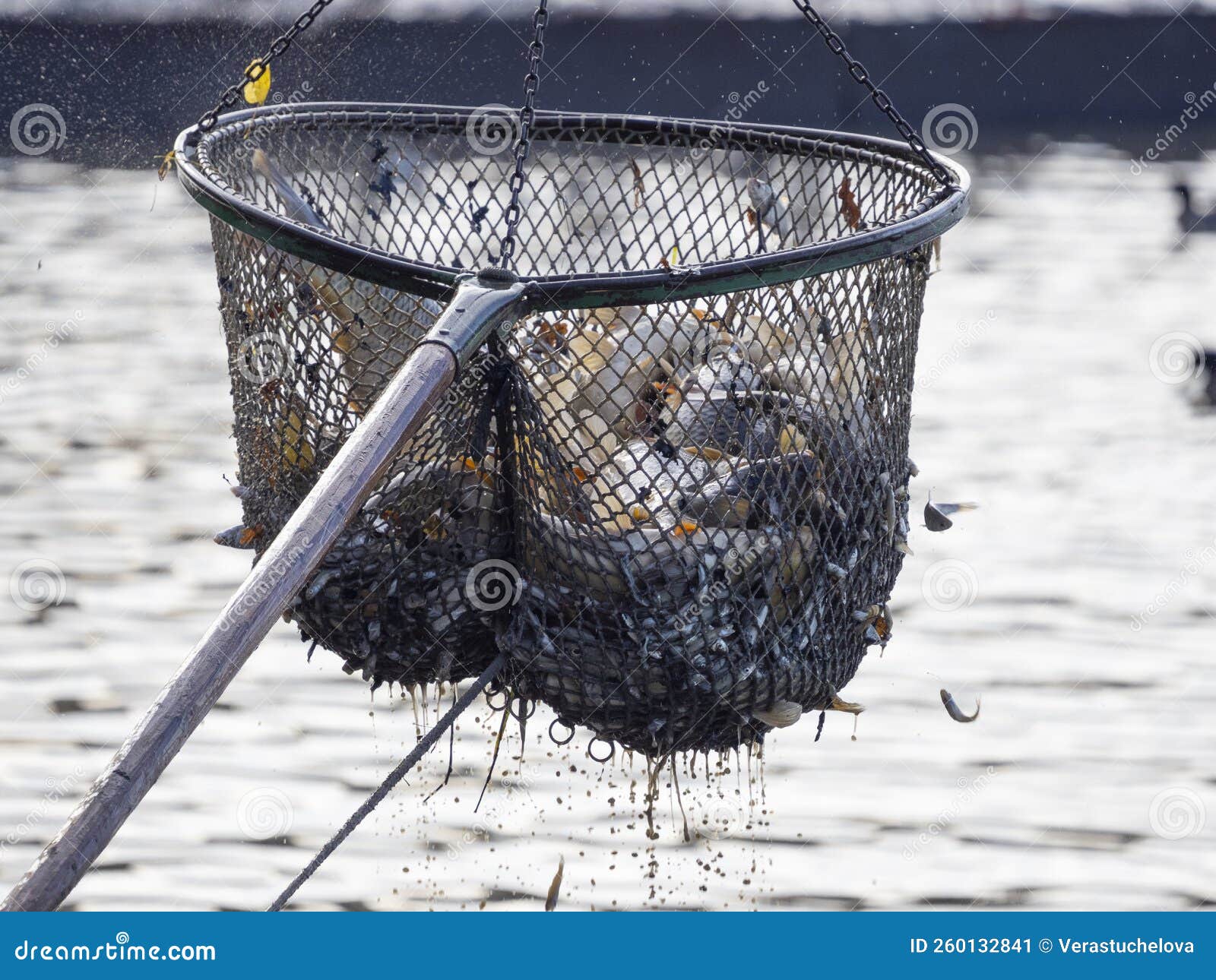 Fishing Pond, Sorting Fish Carp and Other Fish Stock Image - Image of ...